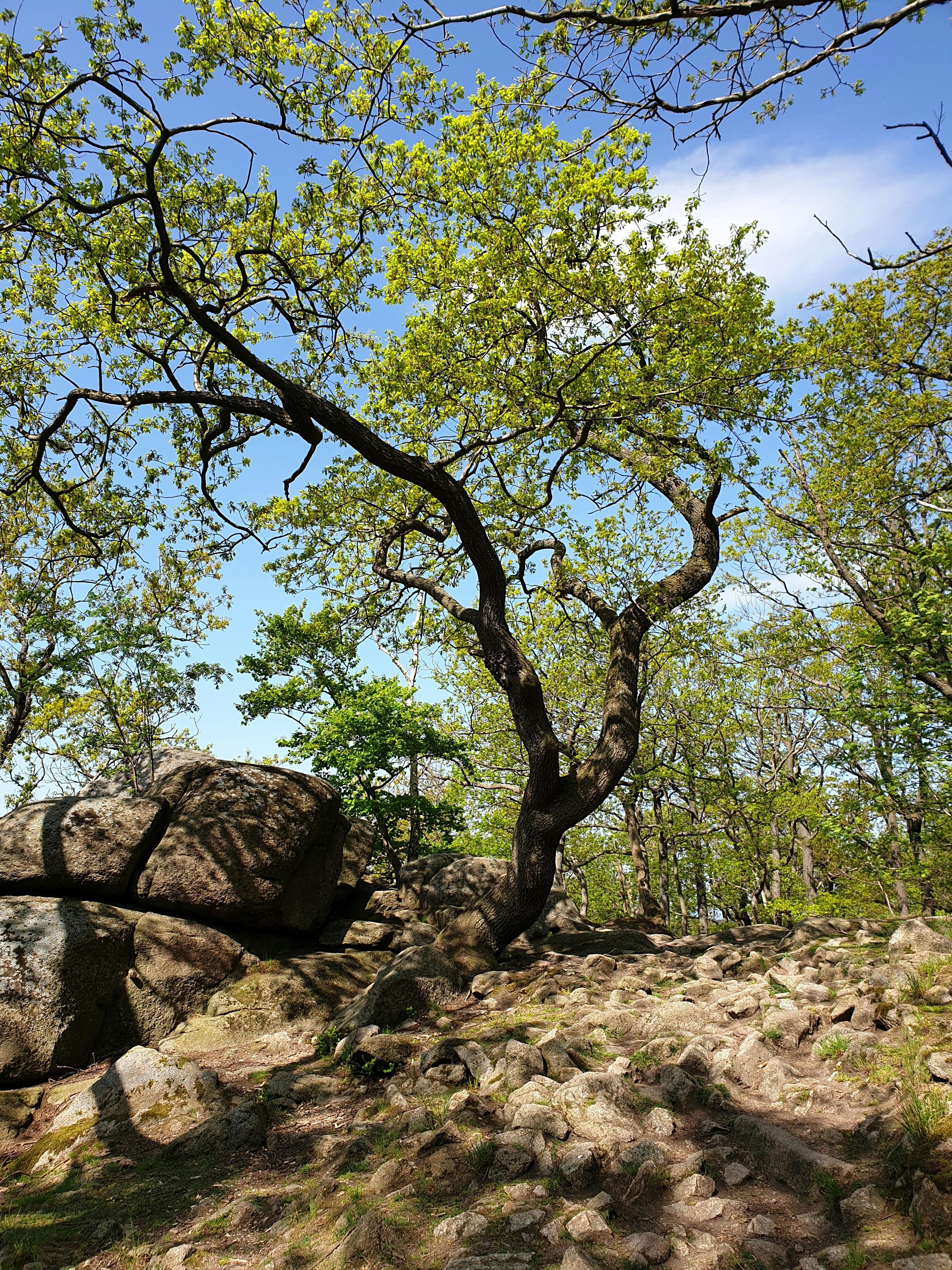 Rocks under a Tree · Free Stock Photo