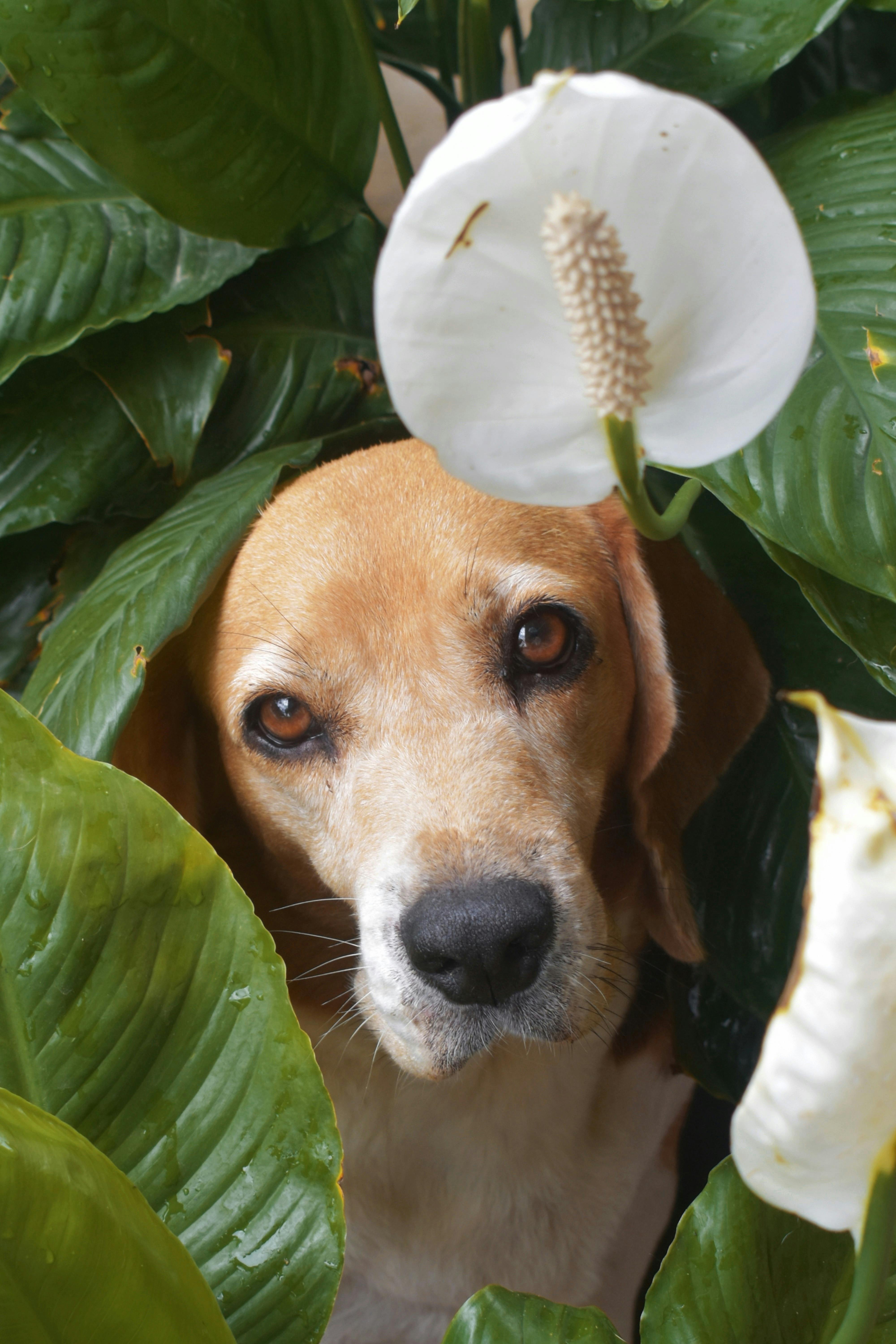 Beagle behind a Plant · Free Stock Photo