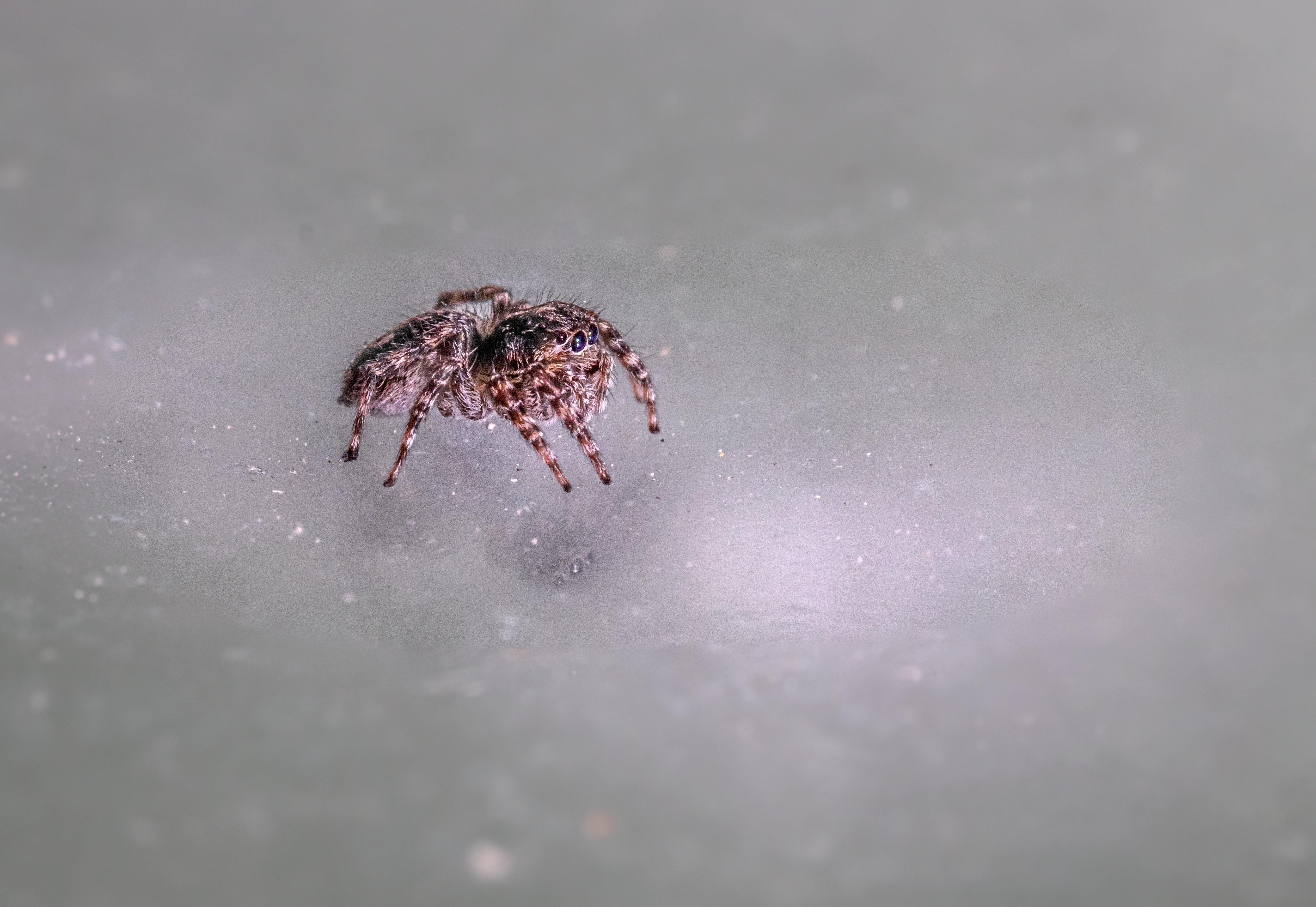 Jumping Spider in Close Up Photography · Free Stock Photo