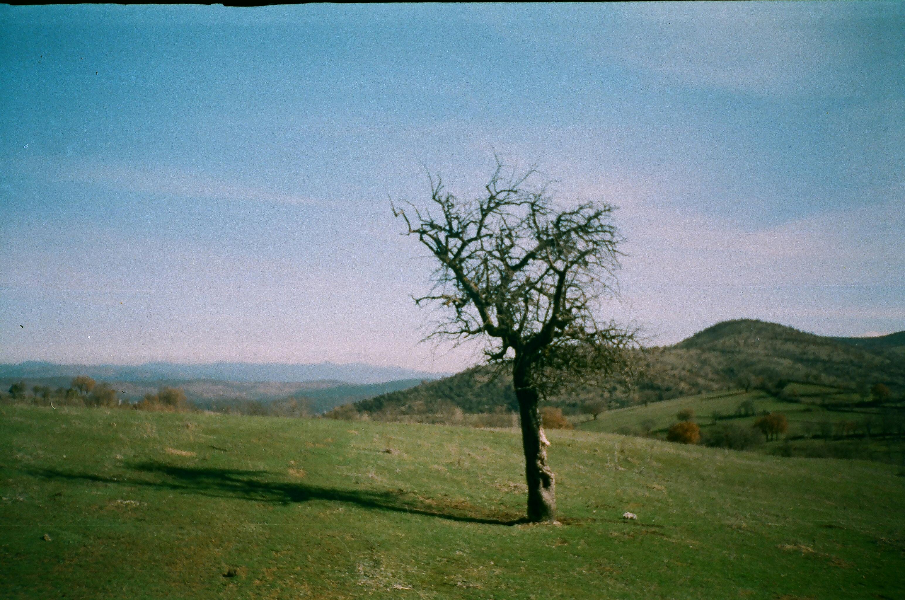 Bare Tree on Green Grassland Under Blue Sky · Free Stock Photo