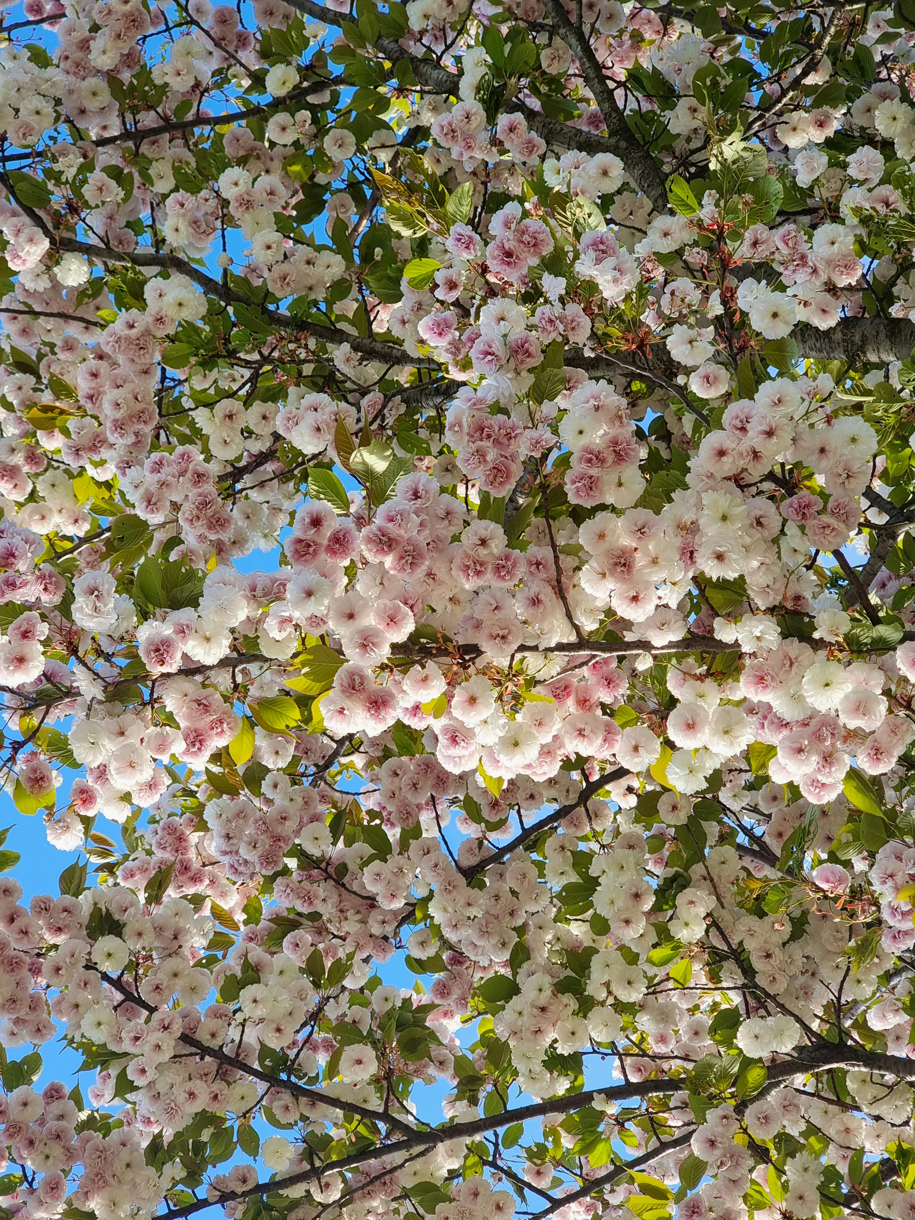 Pink Cherry Blossom Tree · Free Stock Photo