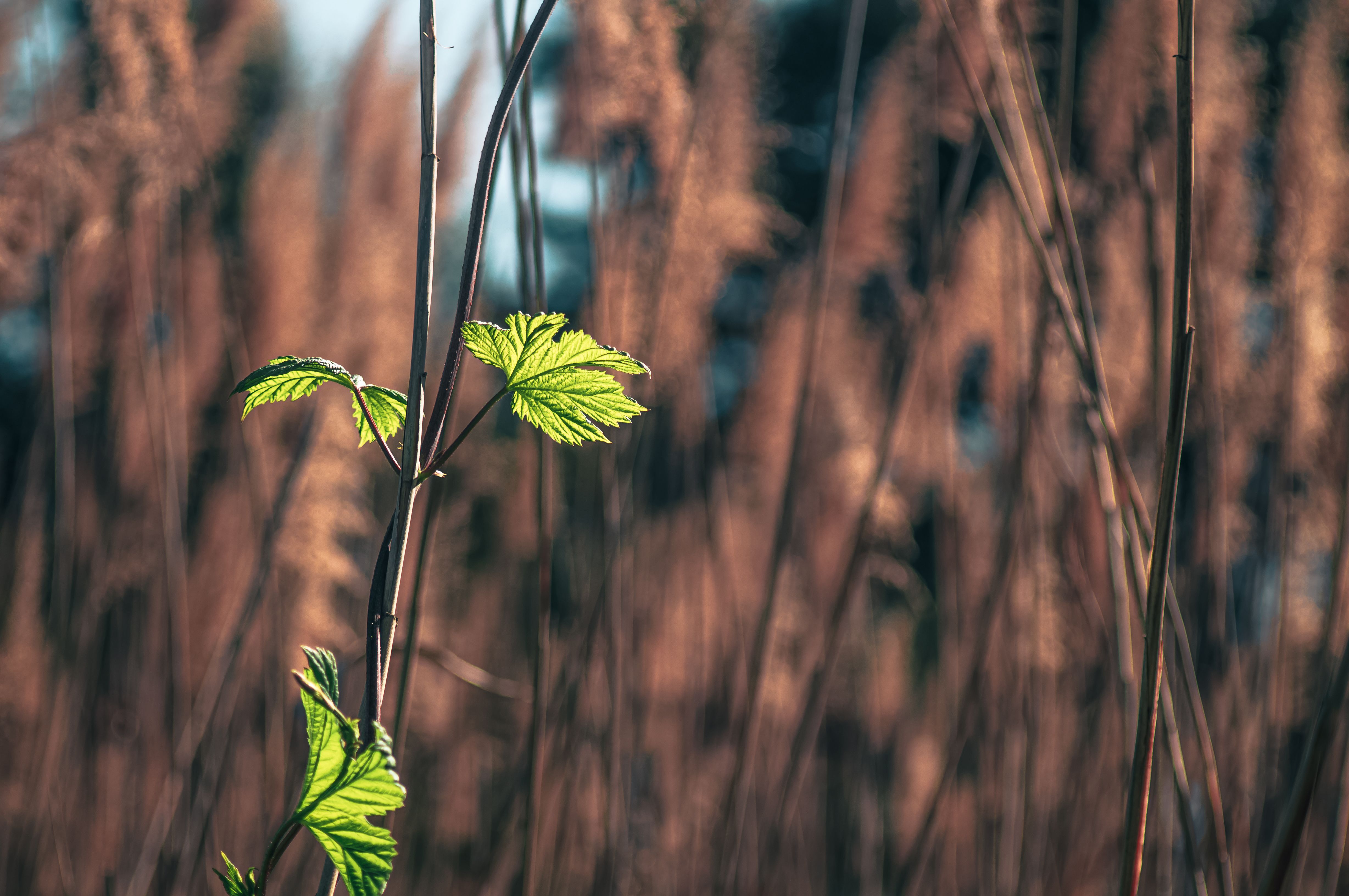 Green Leaves on Stem · Free Stock Photo
