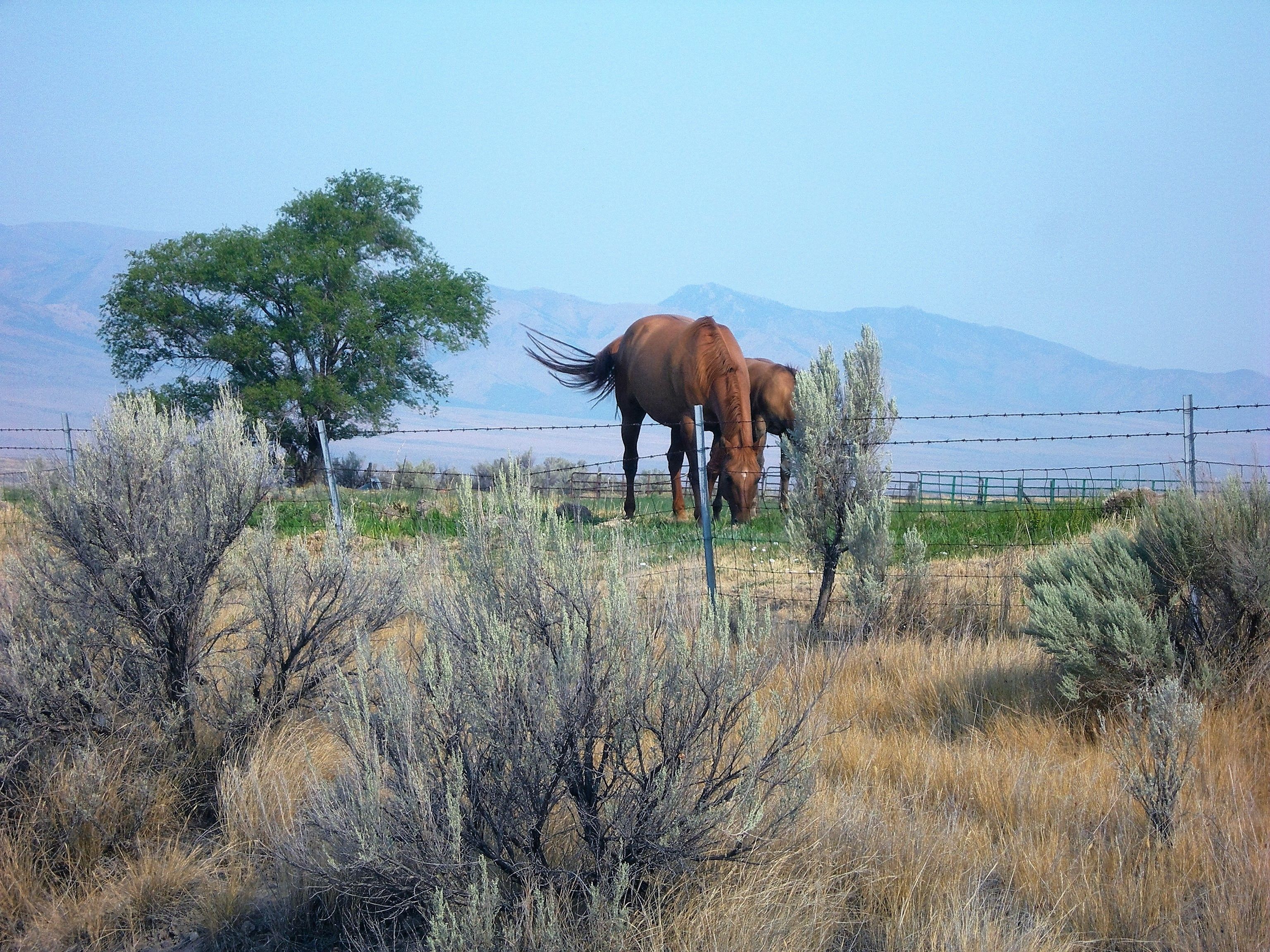 Two Brown Horses Near Trees · Free Stock Photo