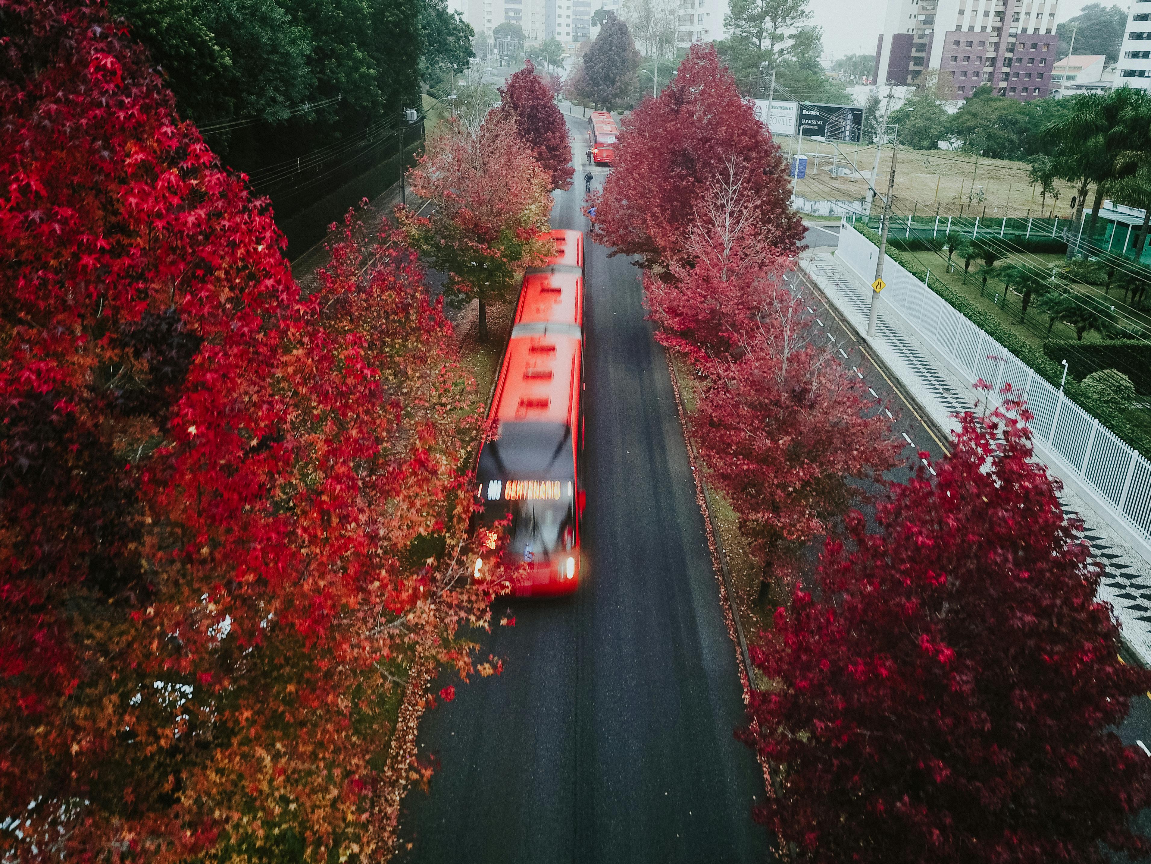 Red Car on Road Between Autumn Trees · Free Stock Photo