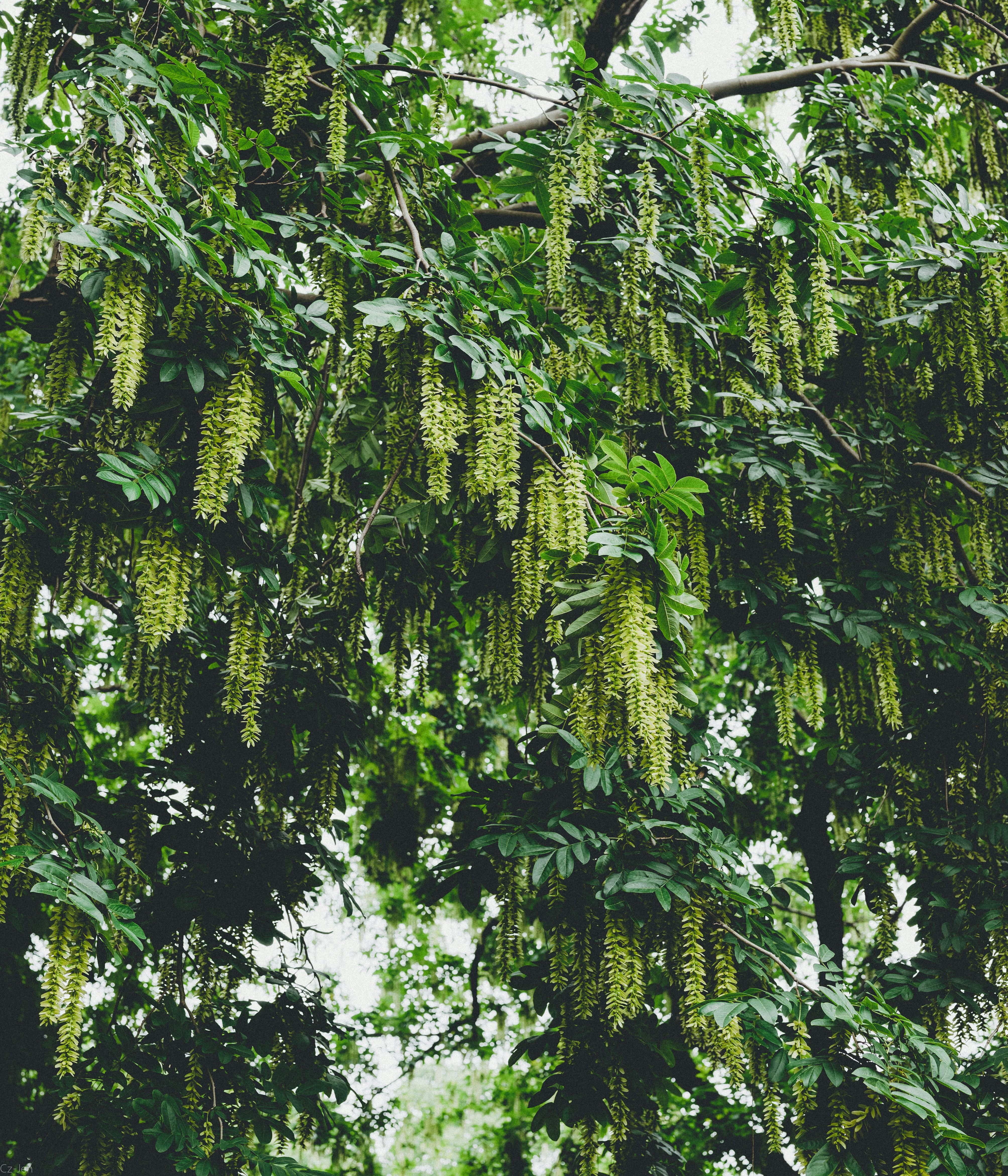 Low Angle Shot of Chinese Wingnut · Free Stock Photo