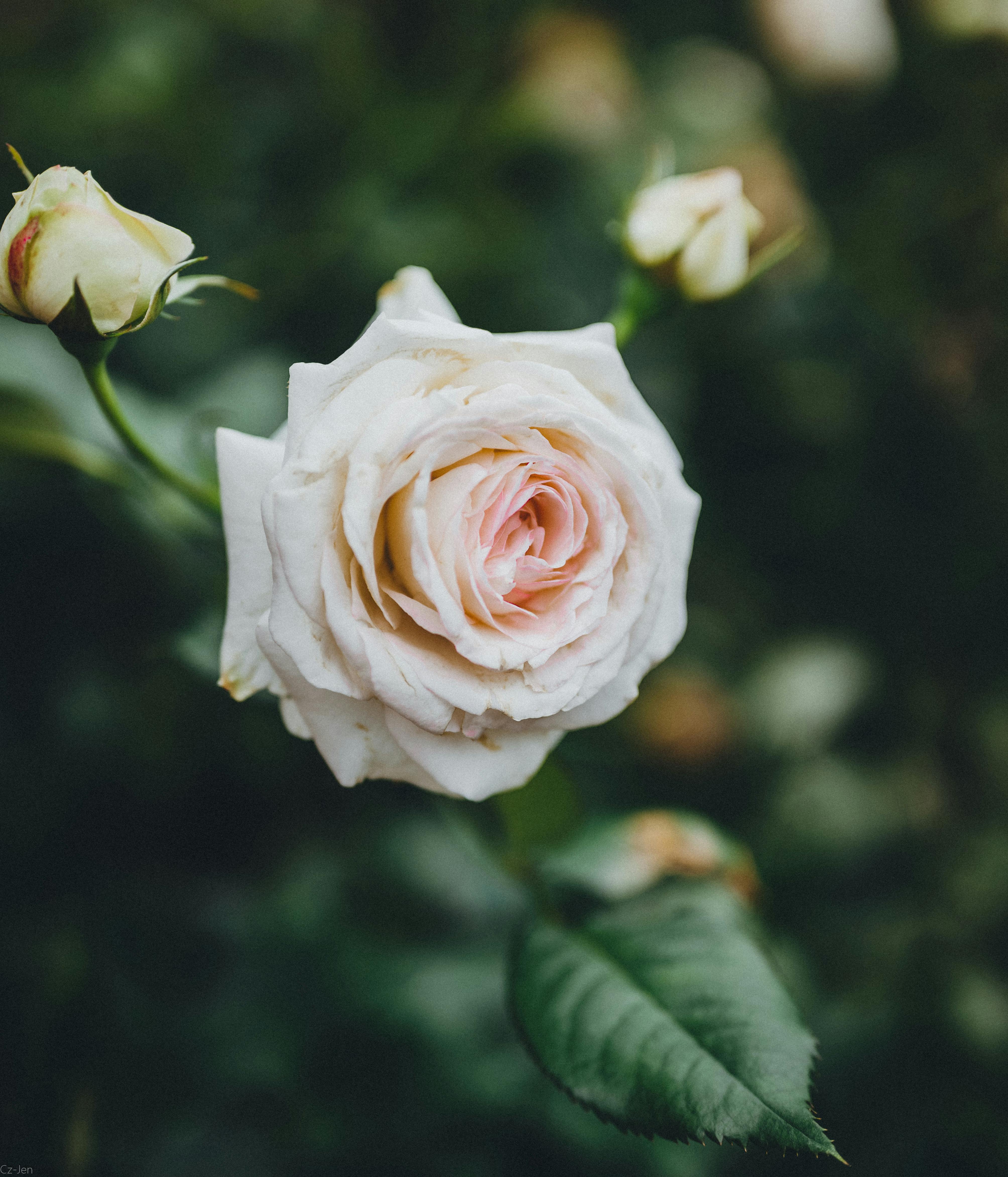 A Blooming Rose · Free Stock Photo