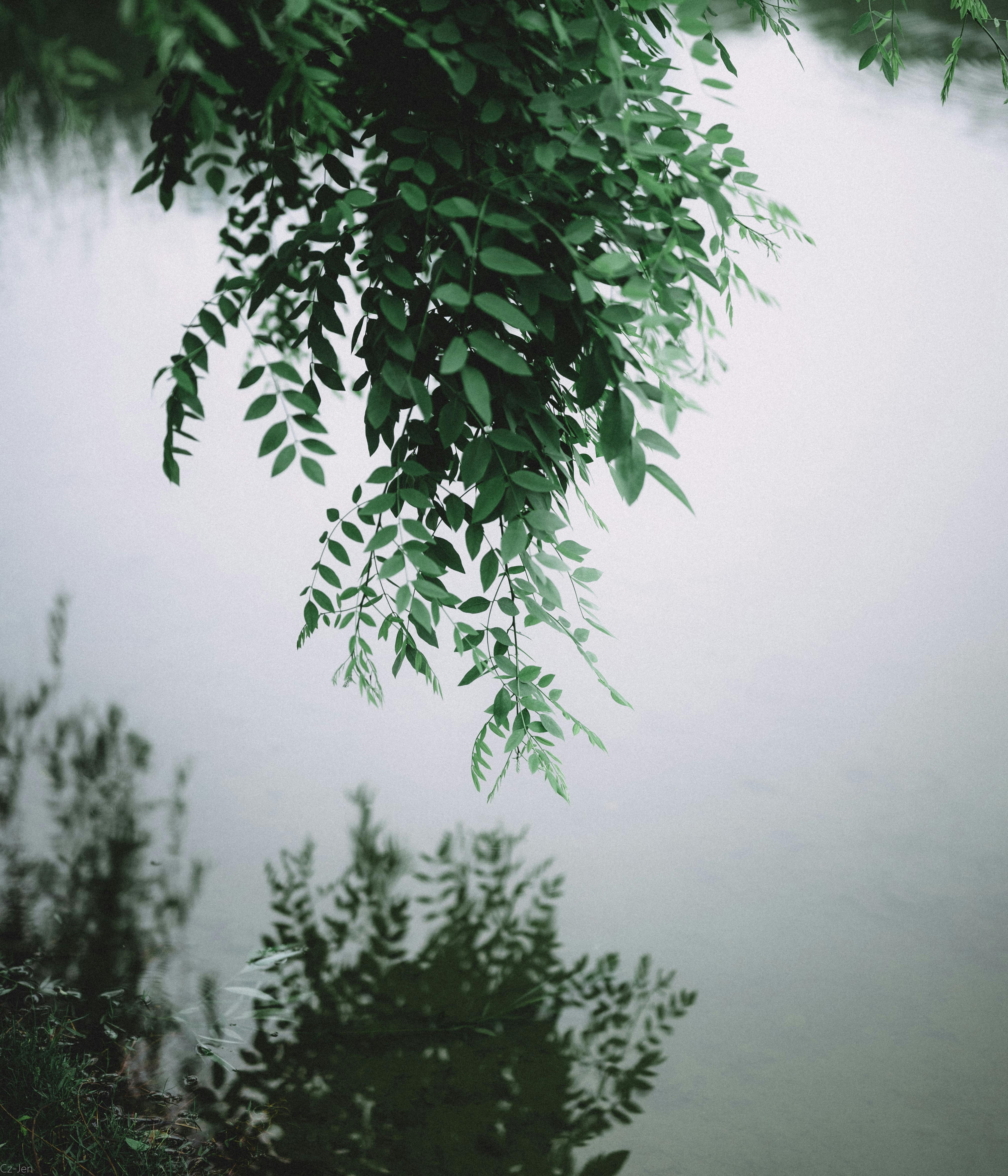 Close-up of Green Leaves of Hanging Plant · Free Stock Photo