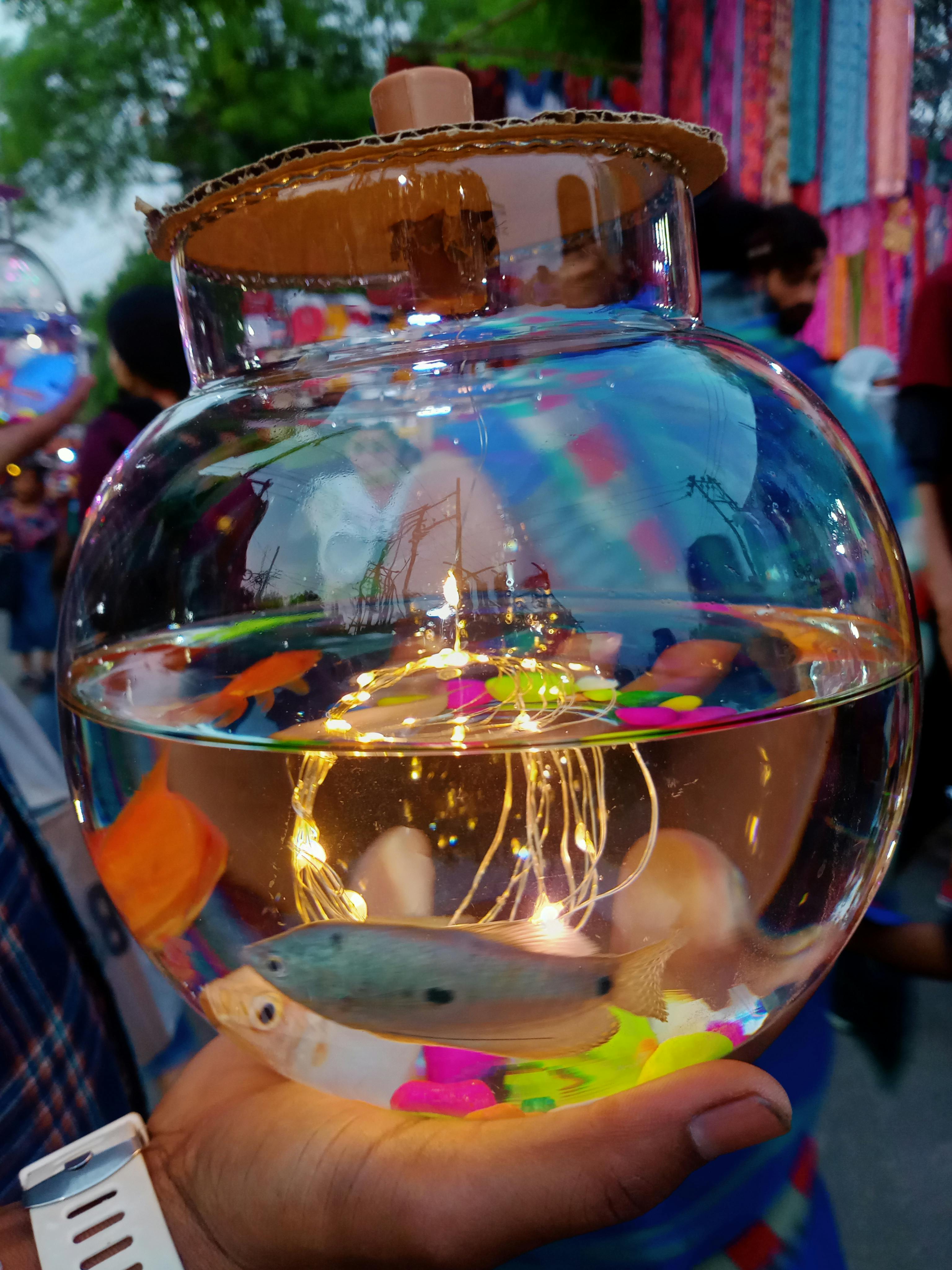 Nature 2 Photos & Videos Collected by Sarvesh Sharma