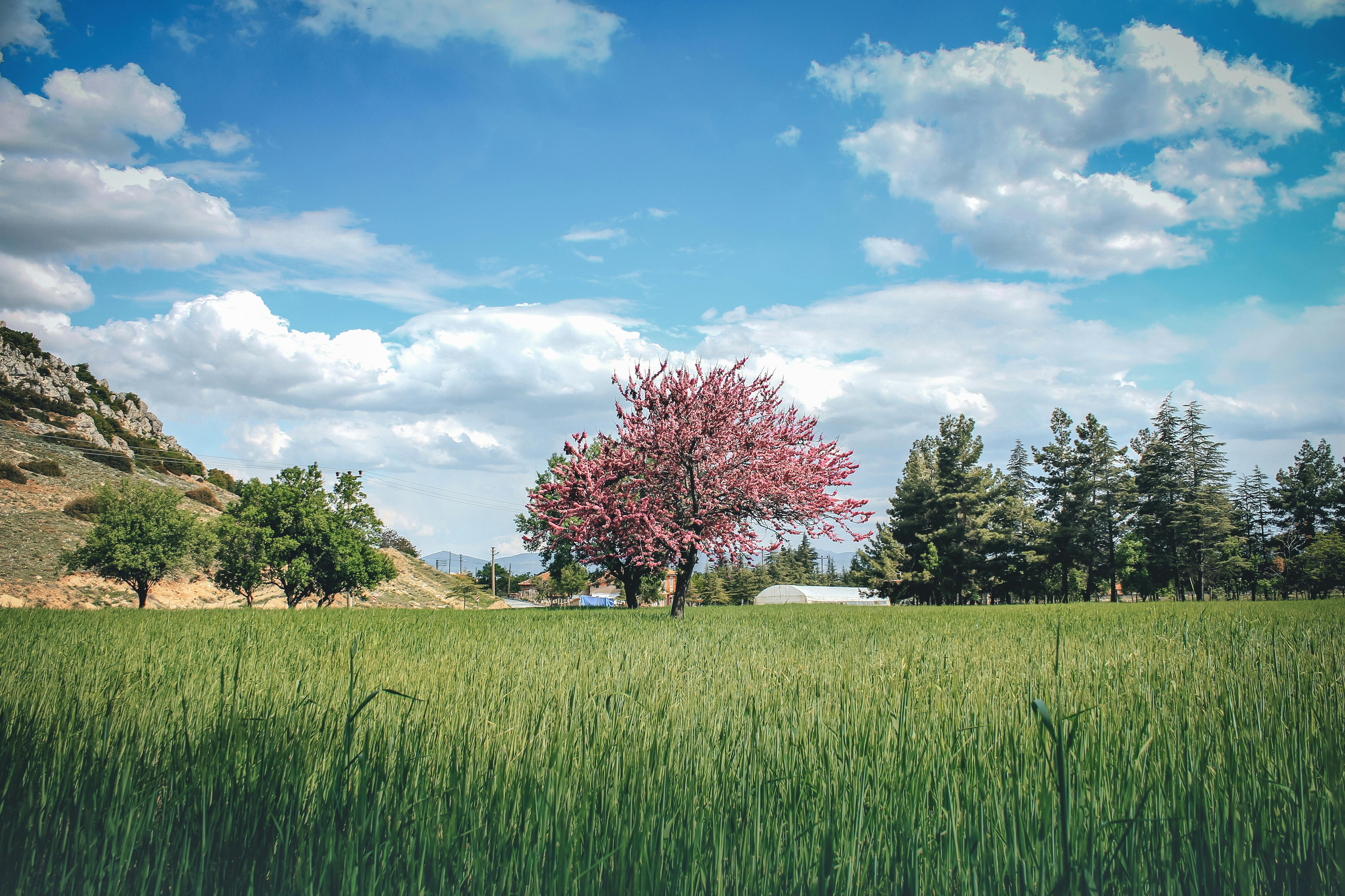 Pink and Green Trees on Grass Field · Free Stock Photo