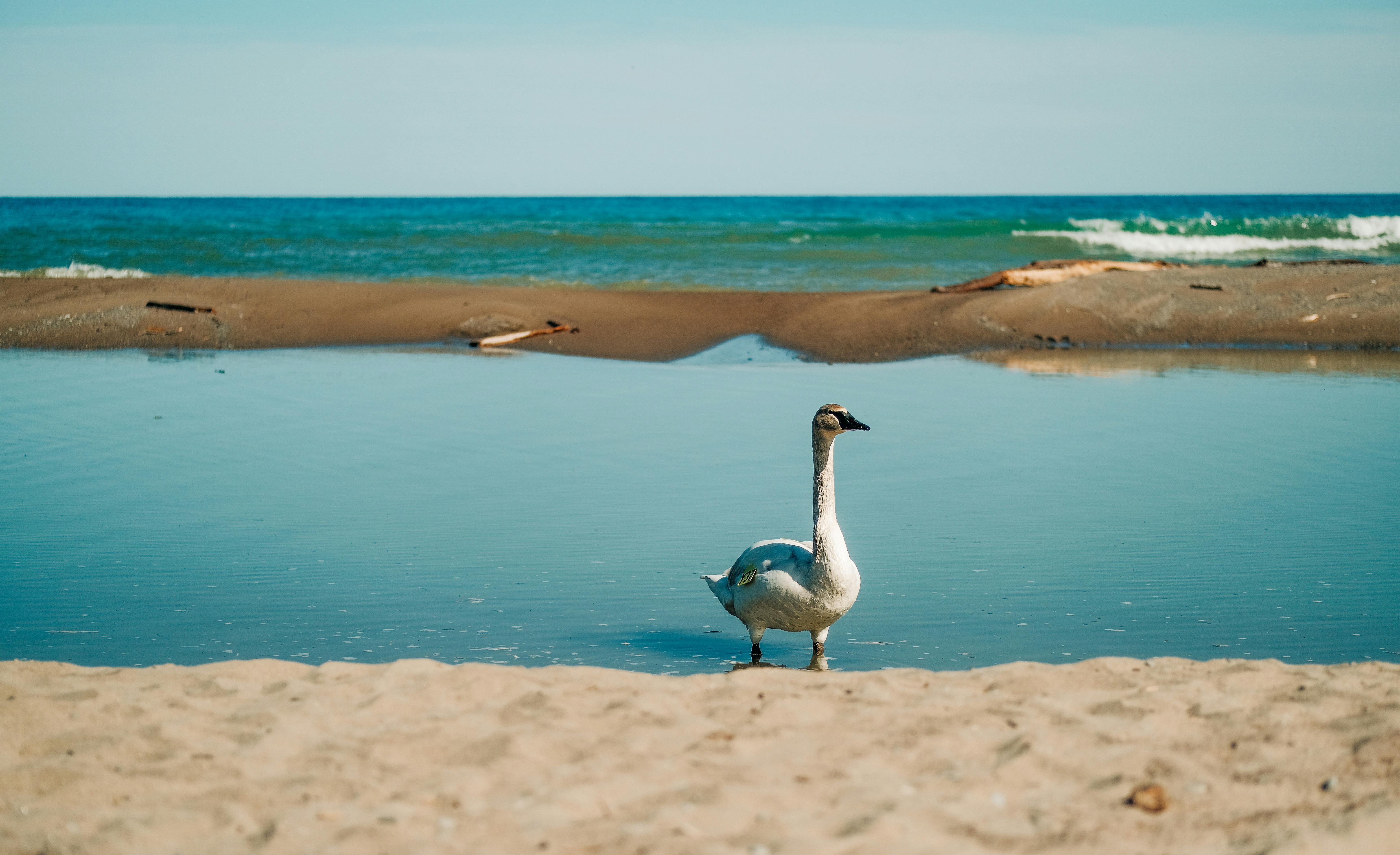A Swan on the Estuary · Free Stock Photo