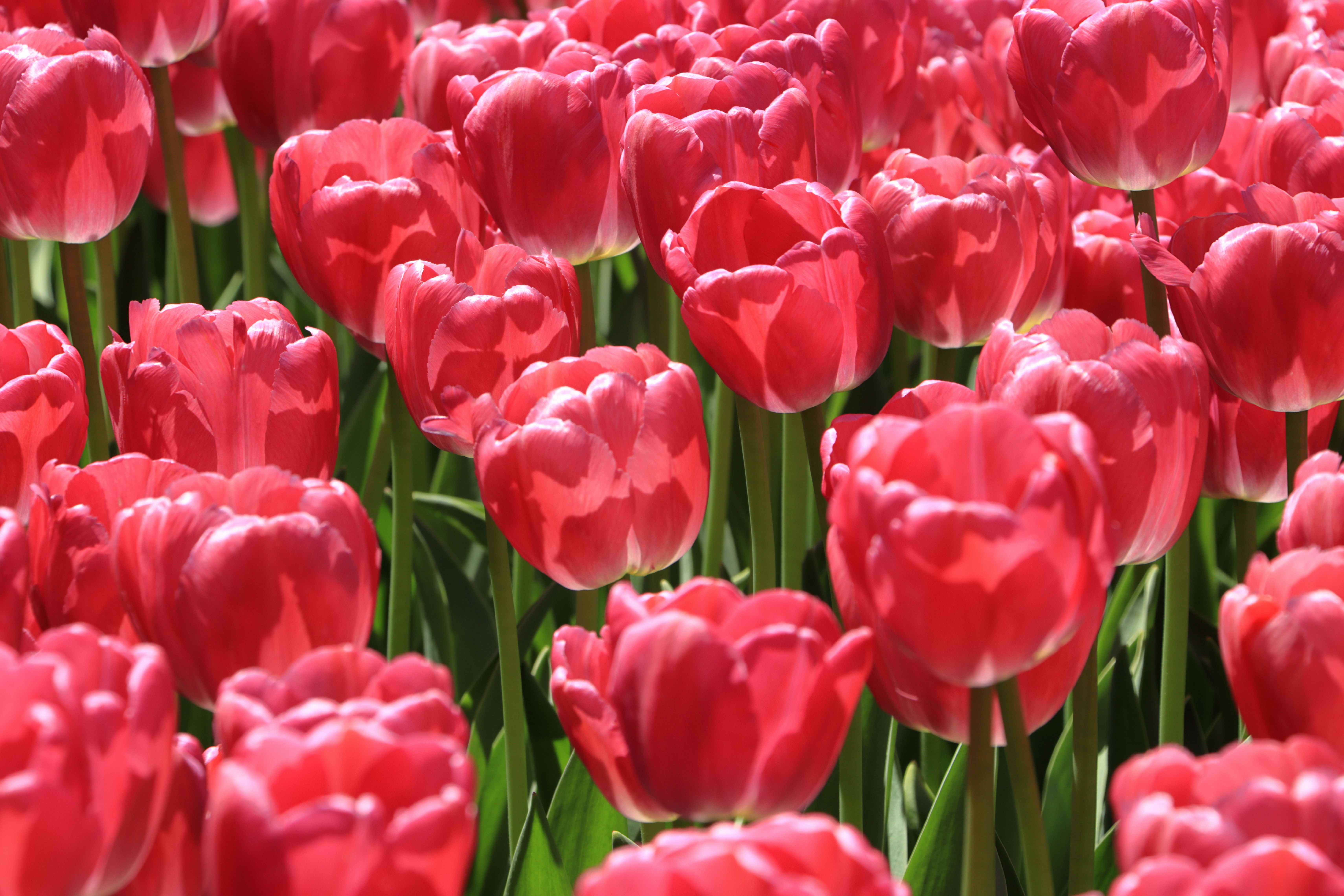 A Bunch of Colorful Angel's Breath Flowers · Free Stock Photo
