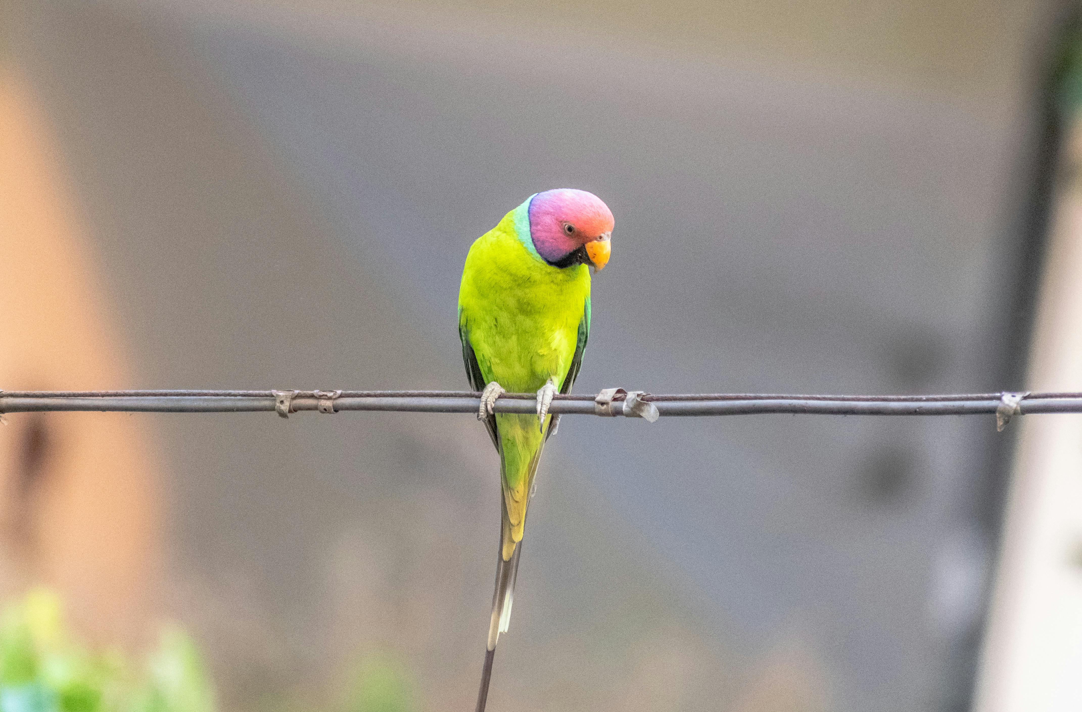 Green and Pink Parakeet Perched on a Cable · Free Stock Photo