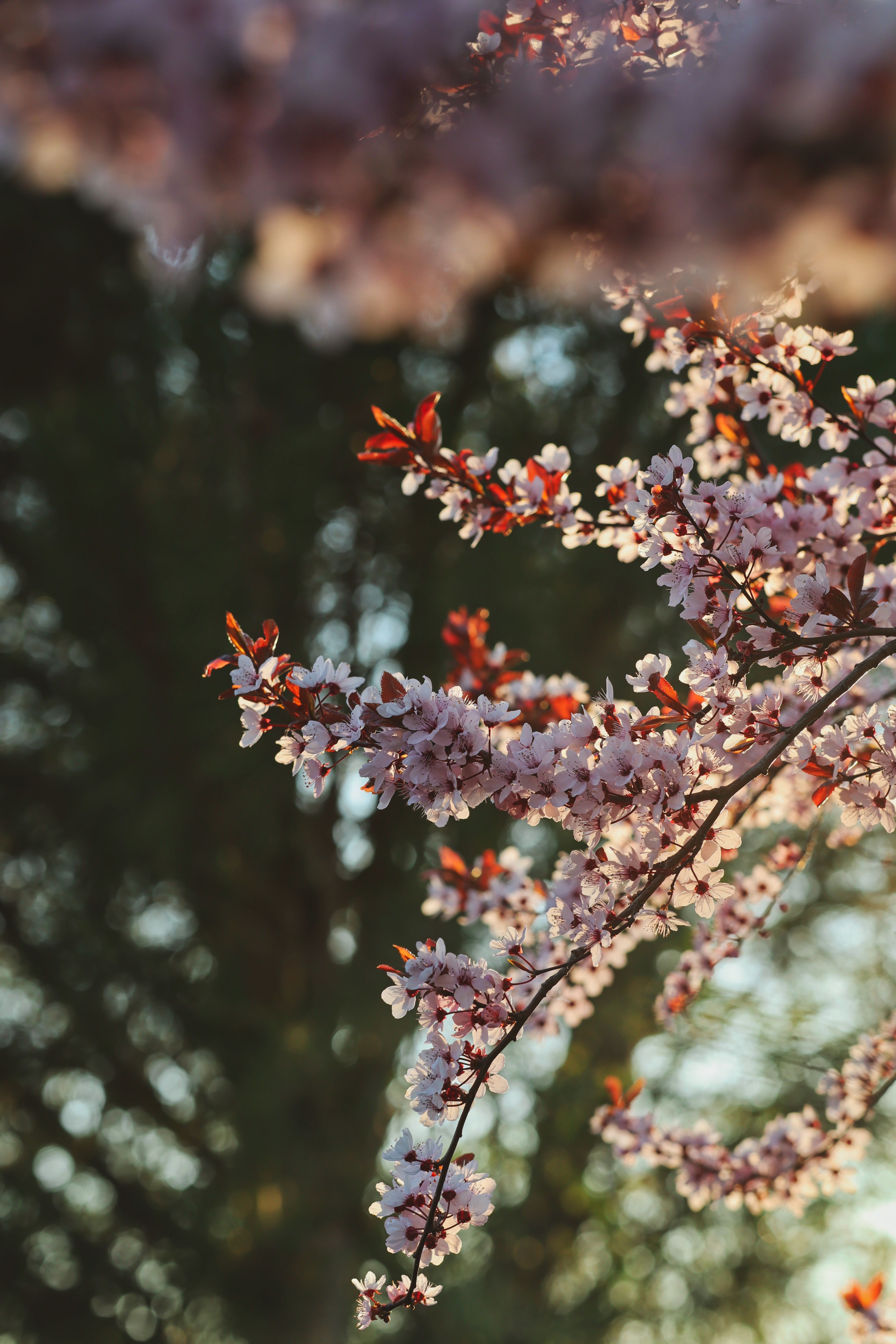 Cherry Trees on a Field · Free Stock Photo