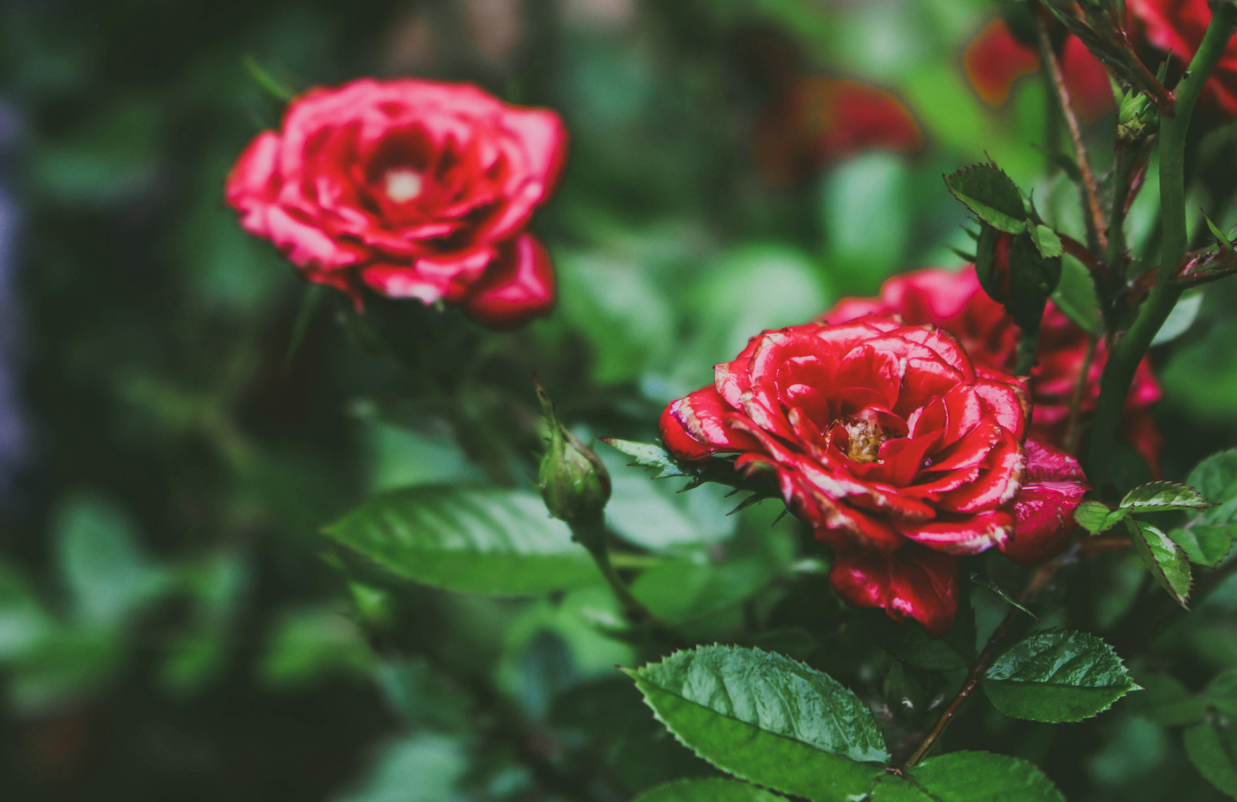 Red Roses · Free Stock Photo