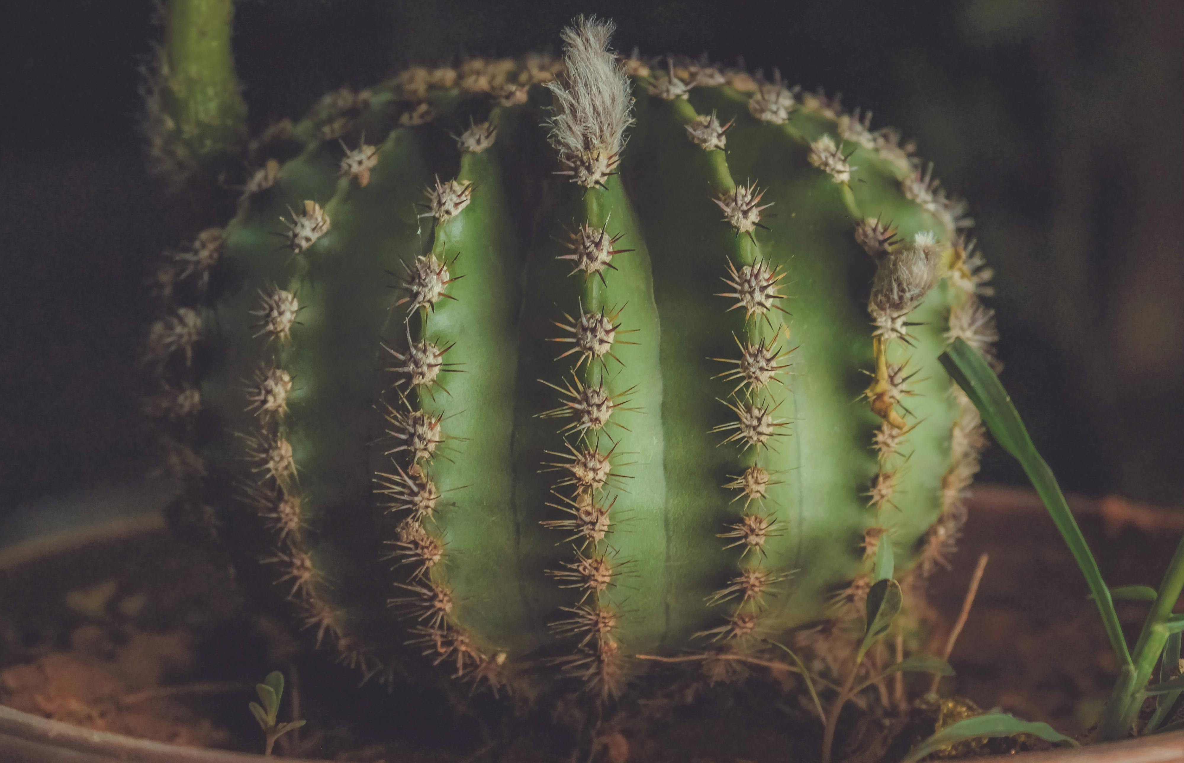 Photography of Green Cactus · Free Stock Photo