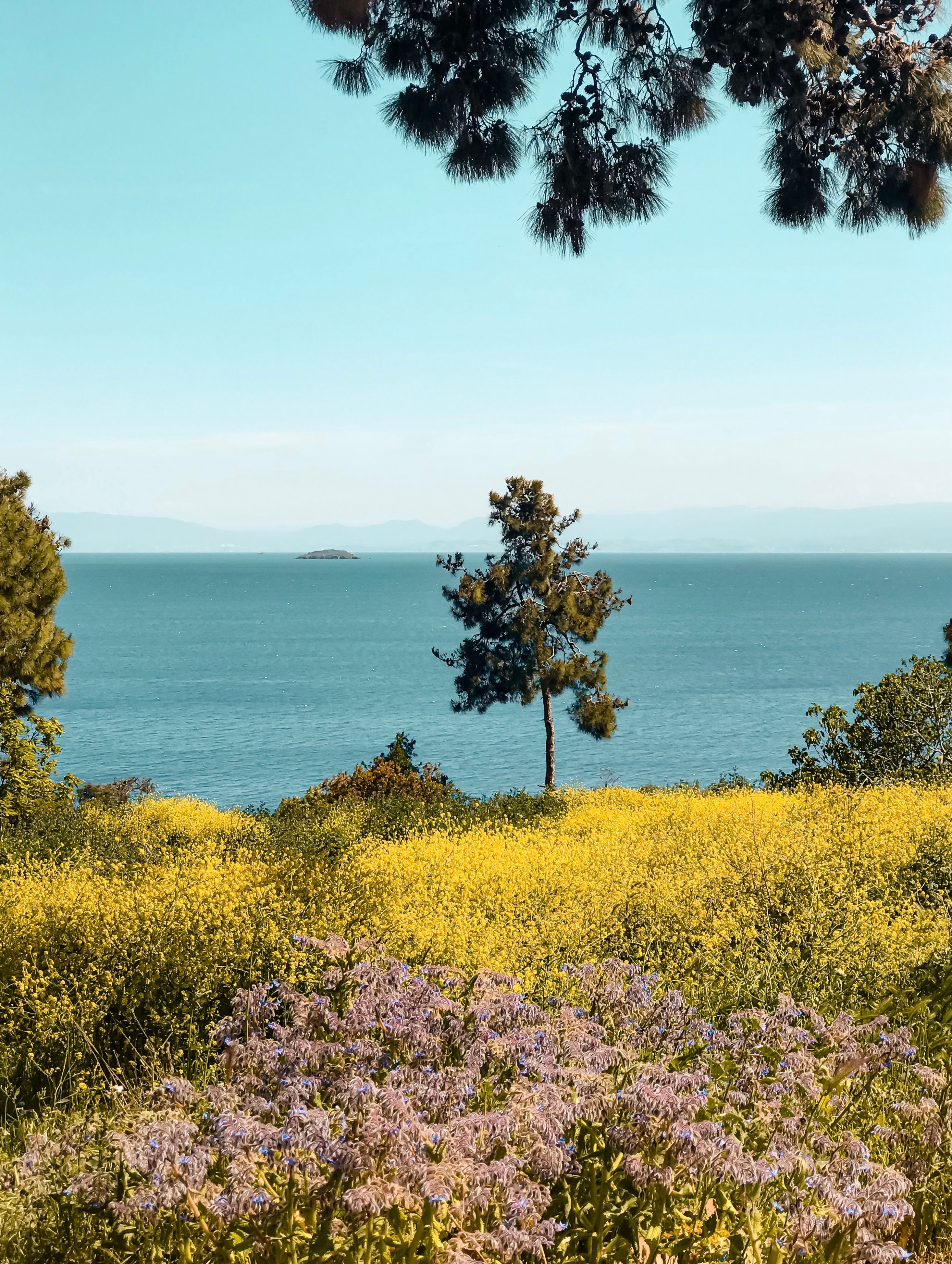 Colorful Flower Field Near the Sea · Free Stock Photo