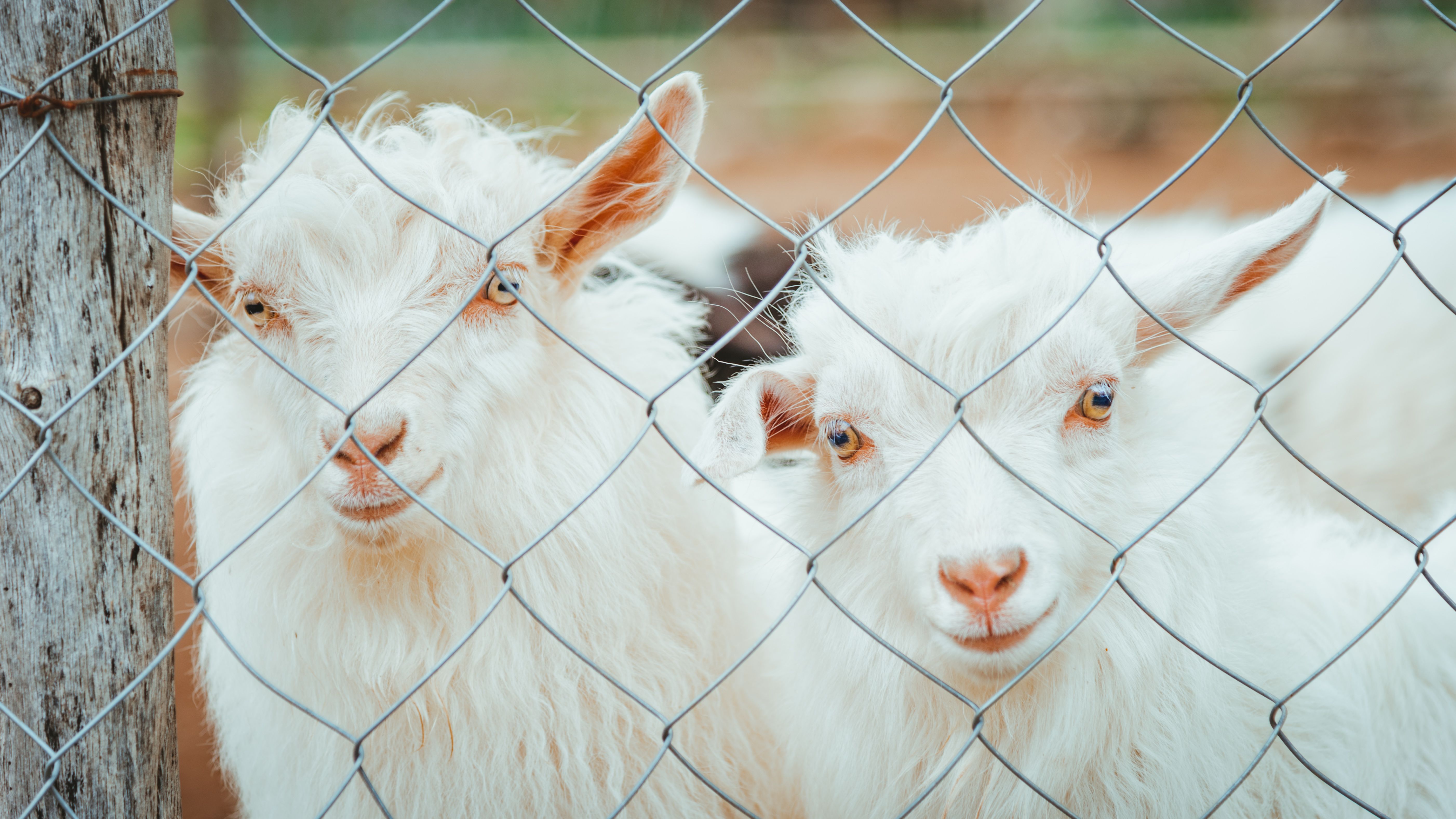 White Sheep on Chain Link Fence · Free Stock Photo