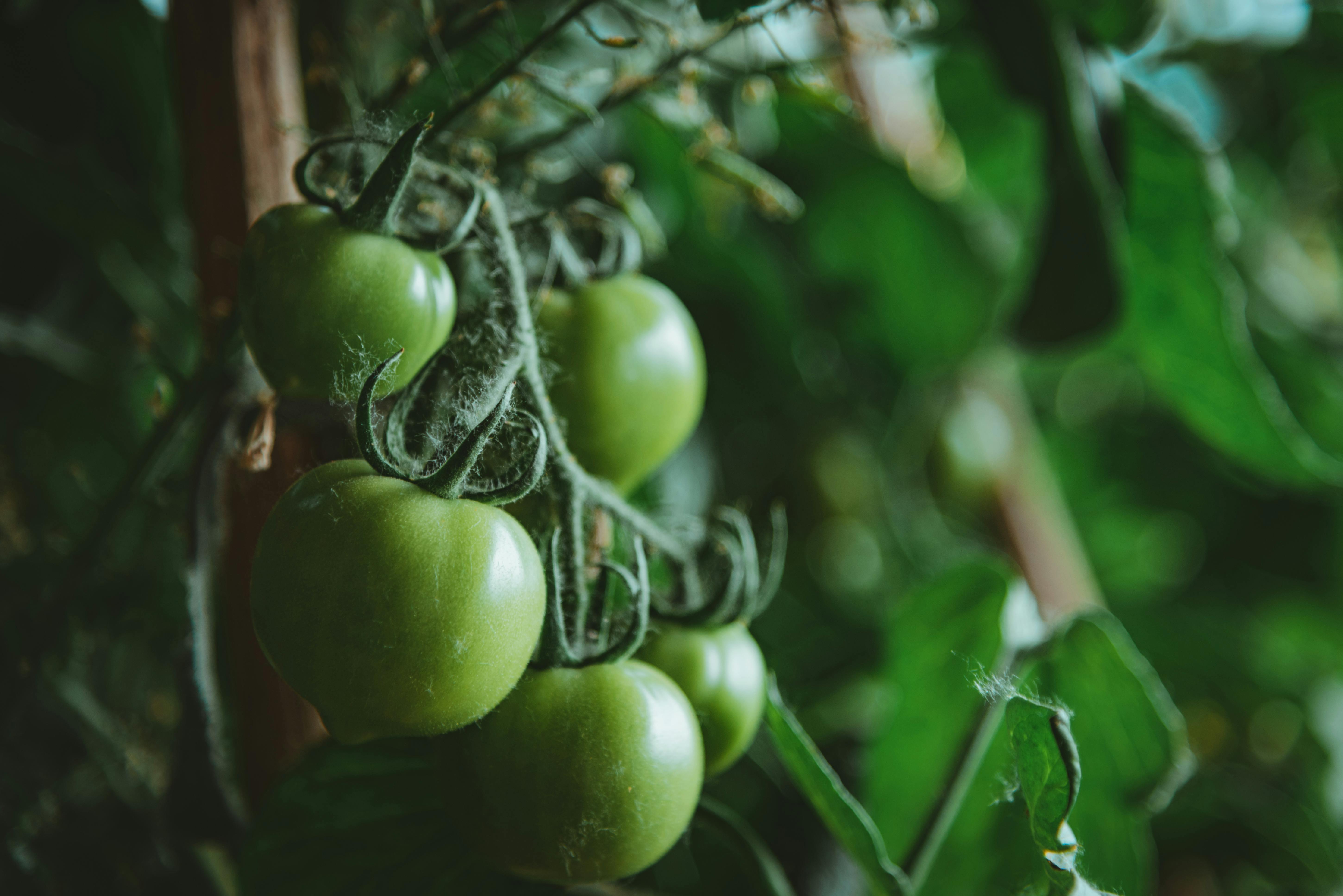 Close-Up Photo of Unripe Tomatoes · Free Stock Photo