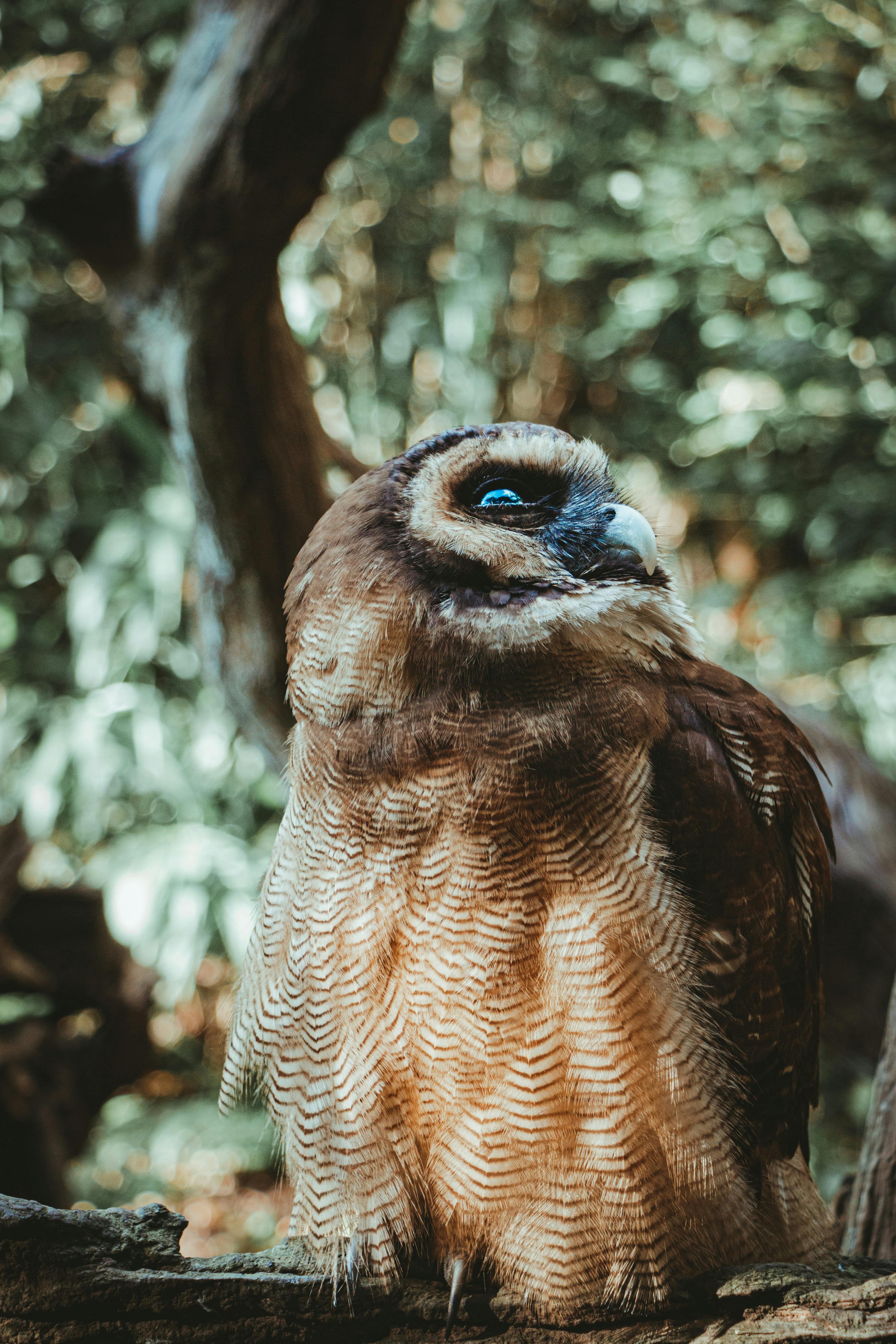 Screen Owl Photos, Download The BEST Free Screen Owl Stock Photos & HD ...