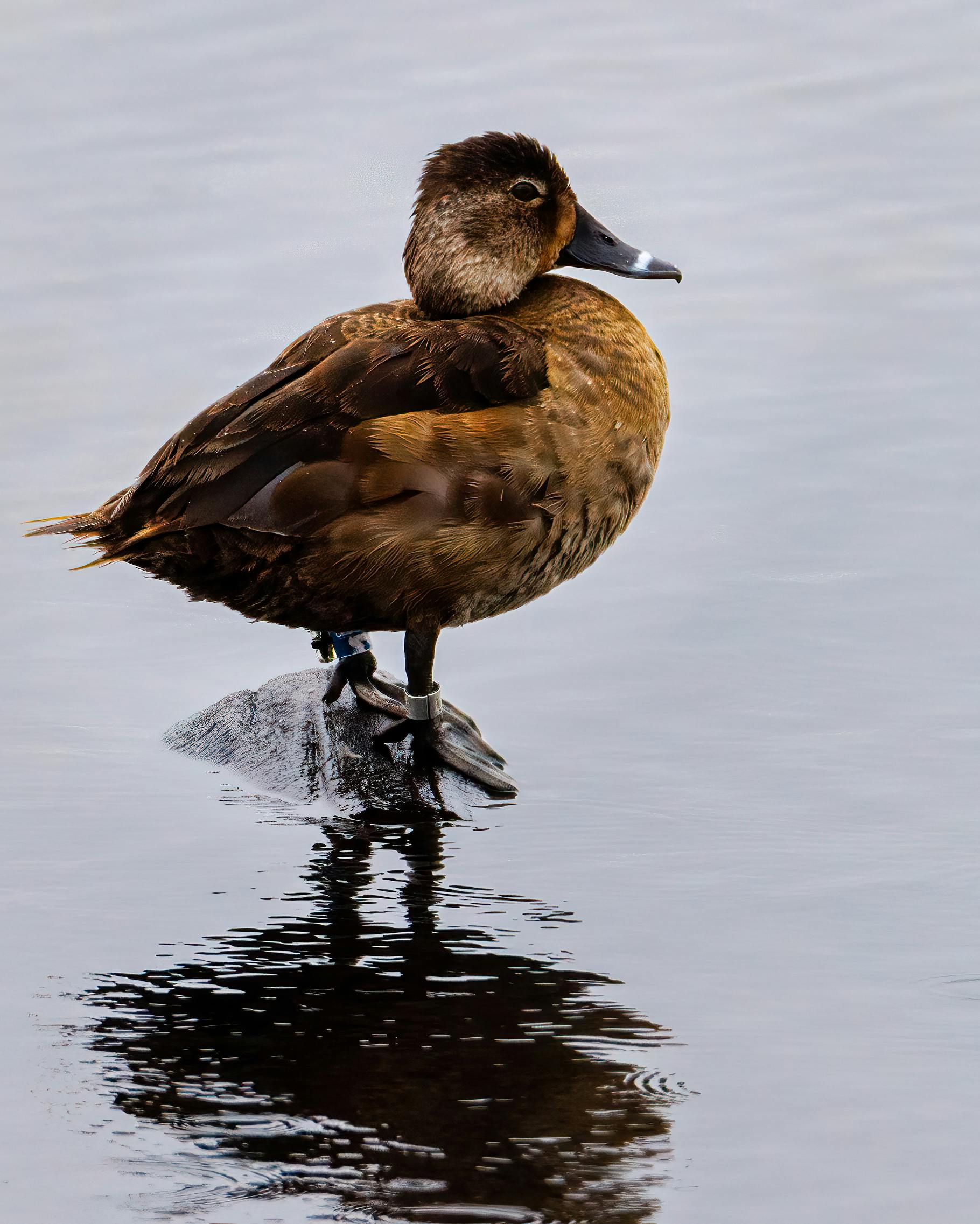 Duck Salt Photos, Download Free Duck Salt Stock Photos & HD Images