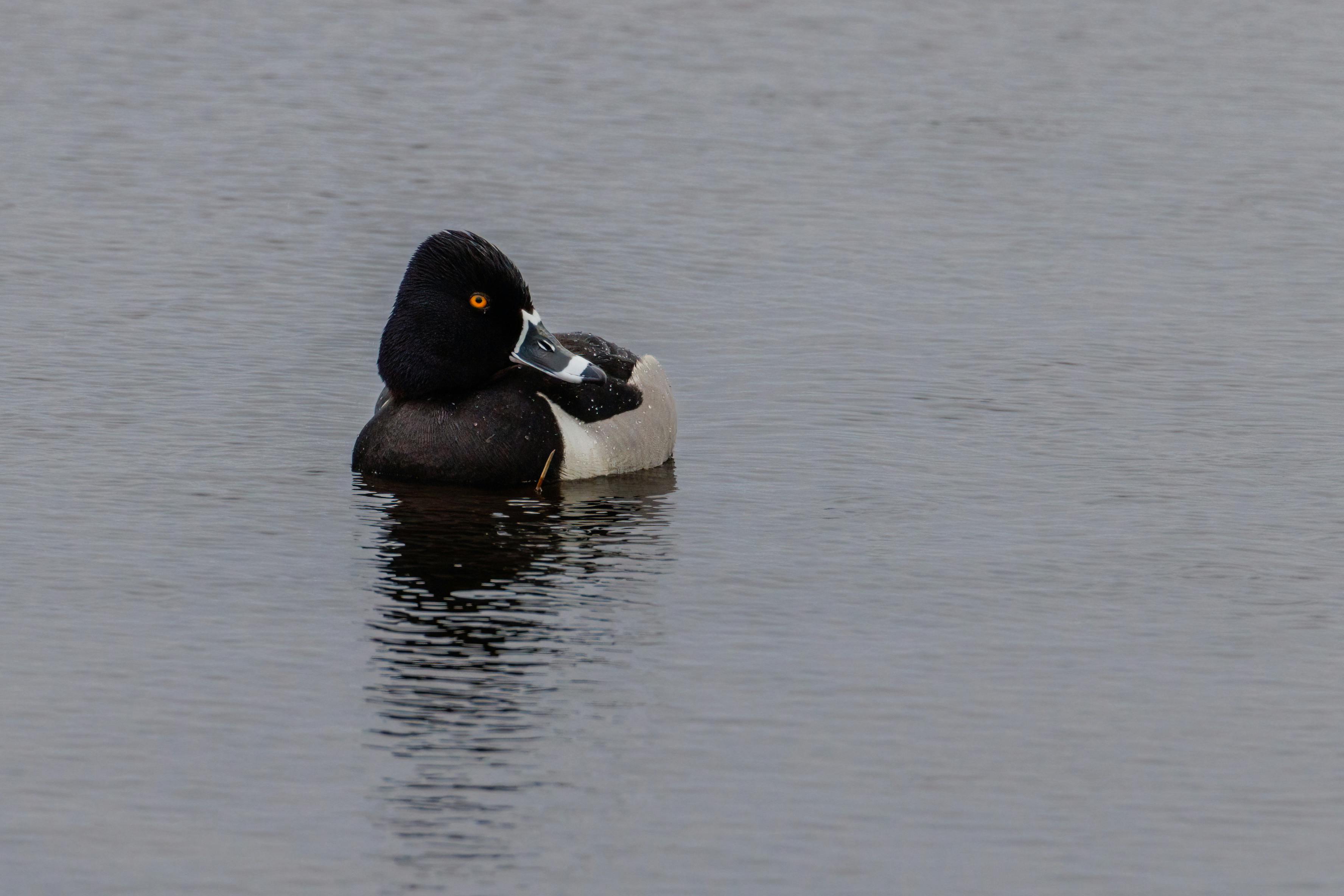 Duck Salt Photos, Download Free Duck Salt Stock Photos & HD Images