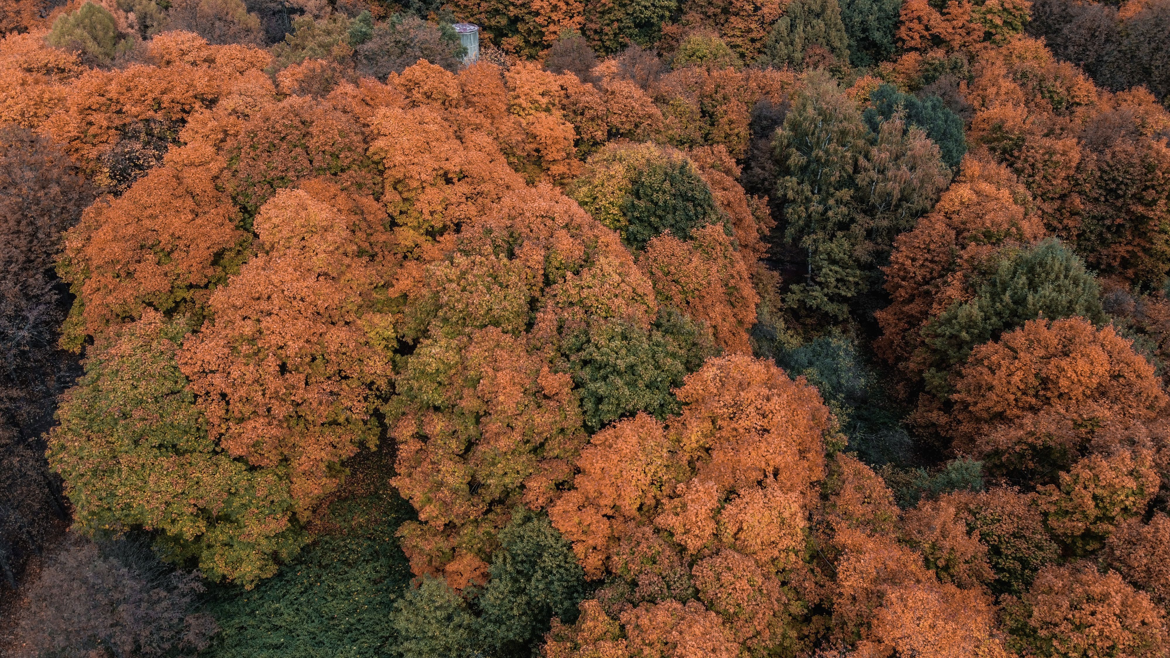 Green and Brown Trees in the Forest · Free Stock Photo