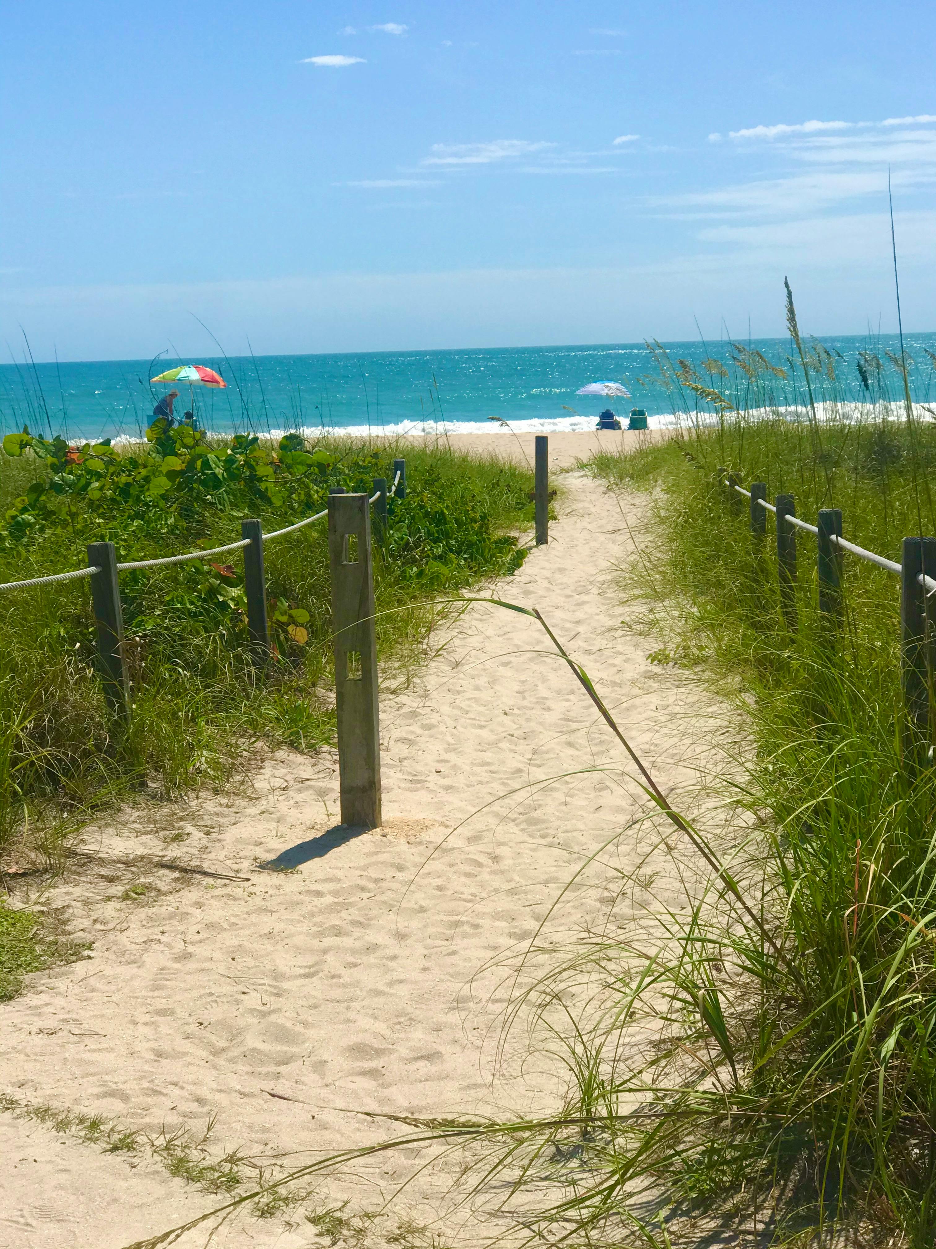 Green Grass on the Beach · Free Stock Photo