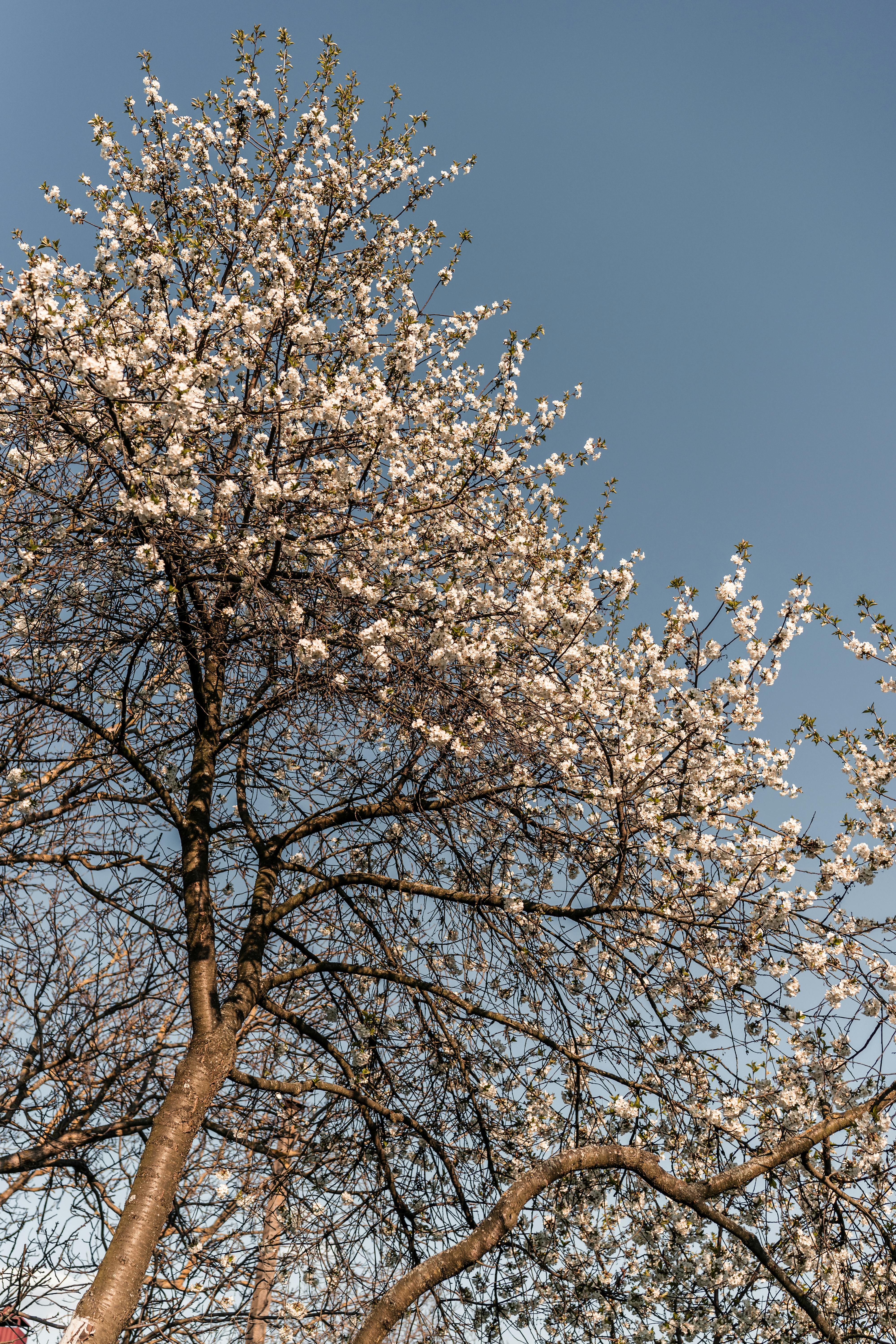 Photo of White Blossoms on a Tree · Free Stock Photo