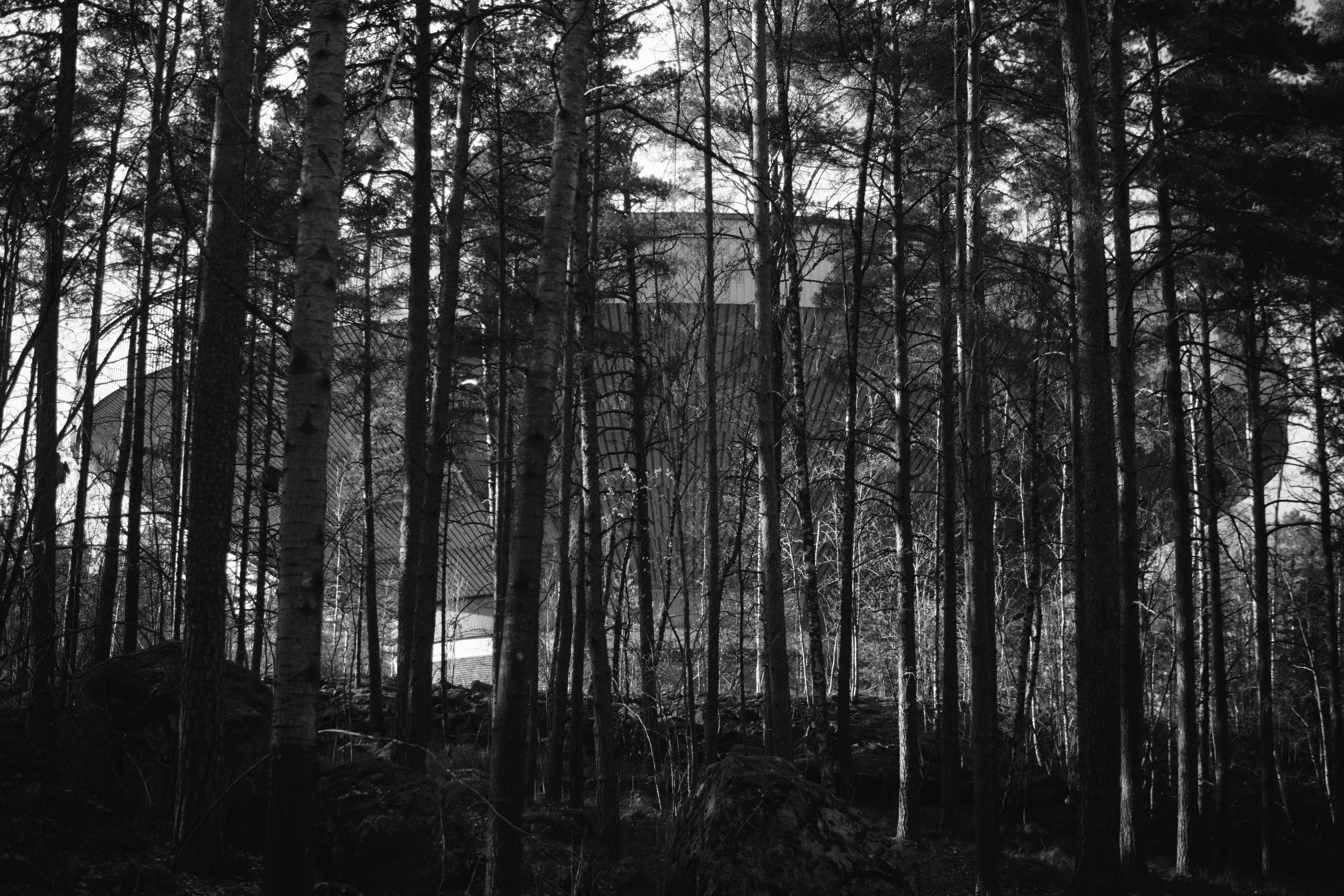 Grayscale Photo of Forest Trees · Free Stock Photo
