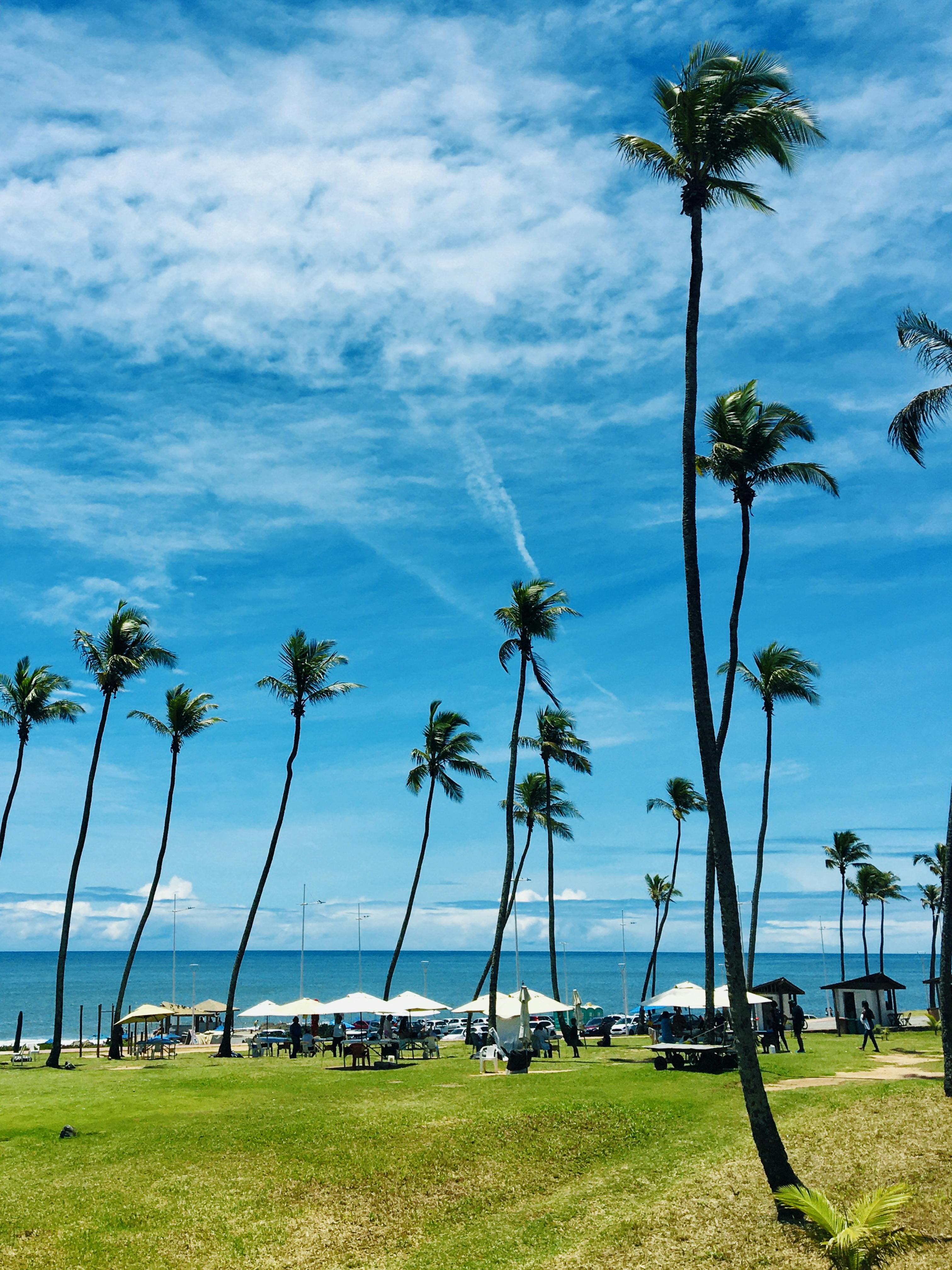 Coconut Trees Near the Beach · Free Stock Photo