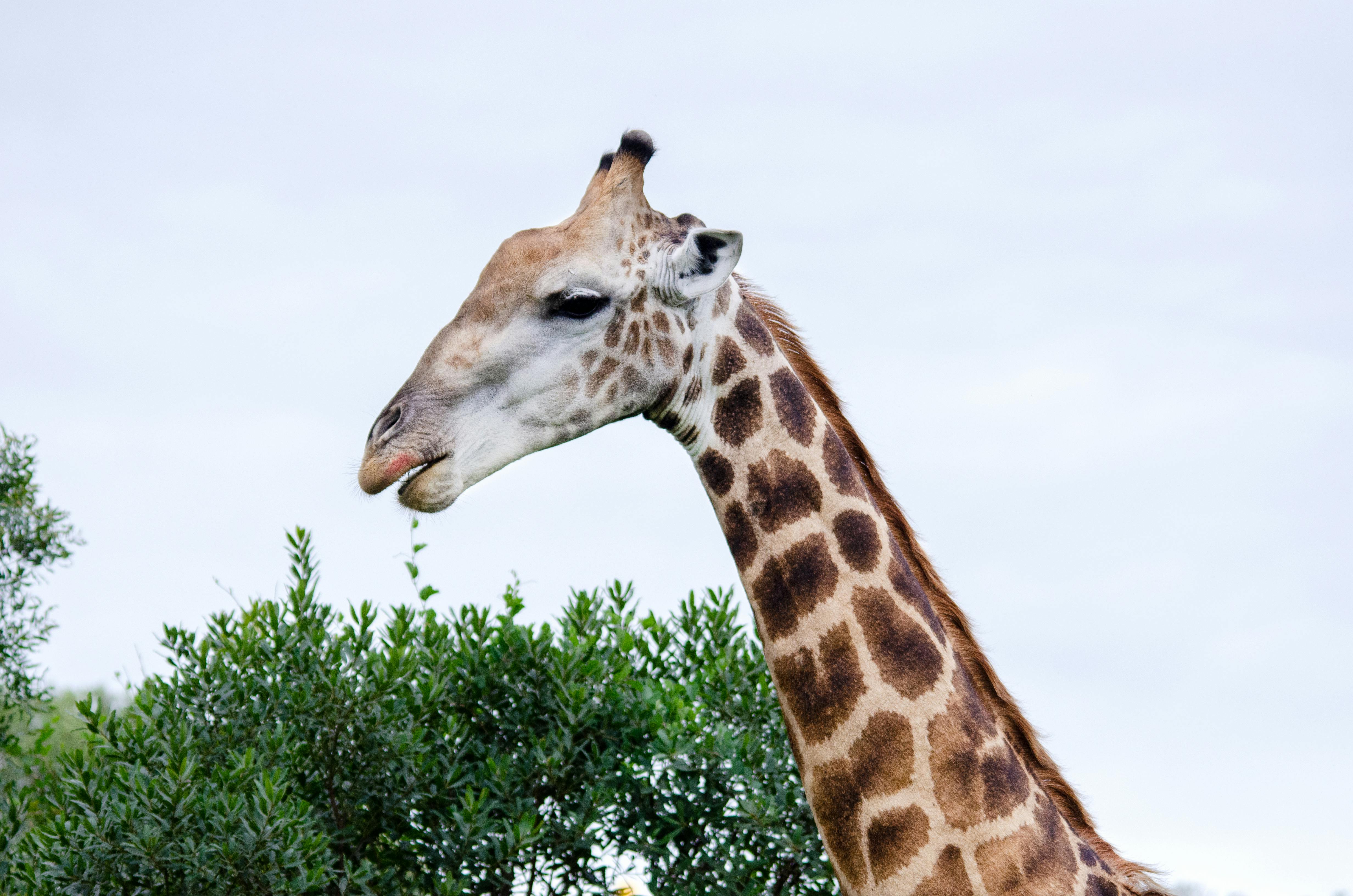 Close up of Giraffe · Free Stock Photo