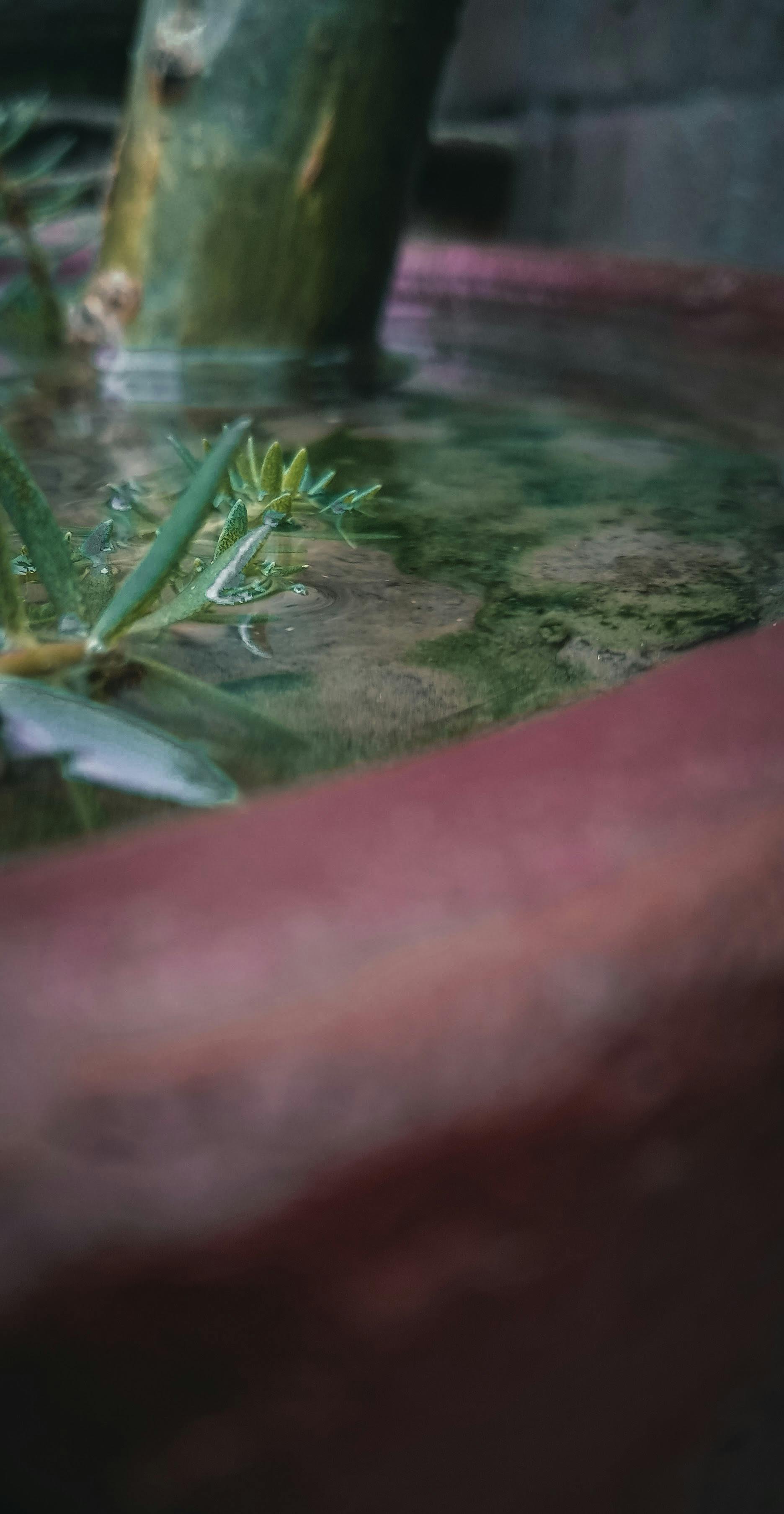 Pictro Hafsah - Fotografía