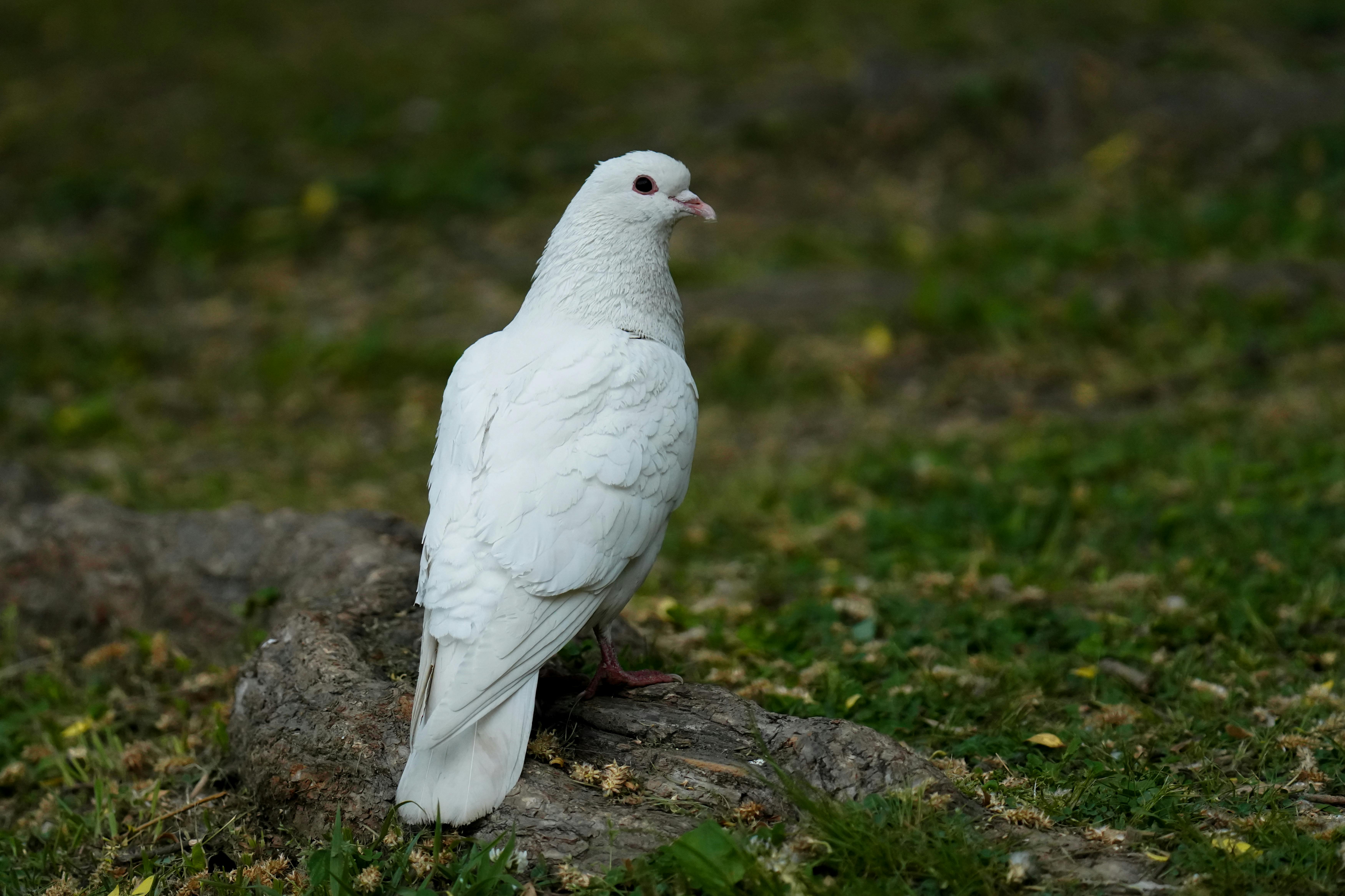 Close-up of a White Bird on the Ground · Free Stock Photo