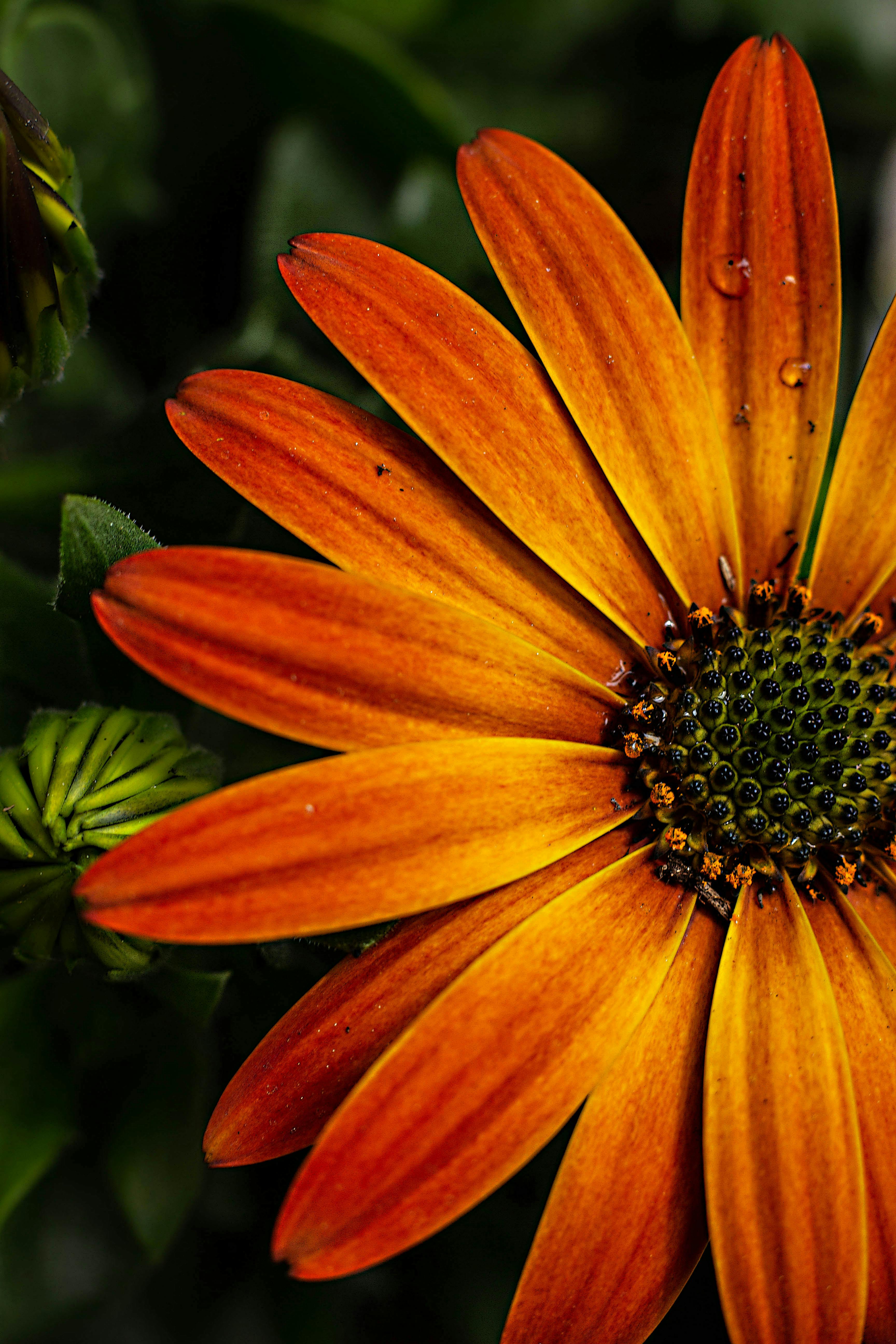 Closeup of an Orange Gerbera Flower · Free Stock Photo