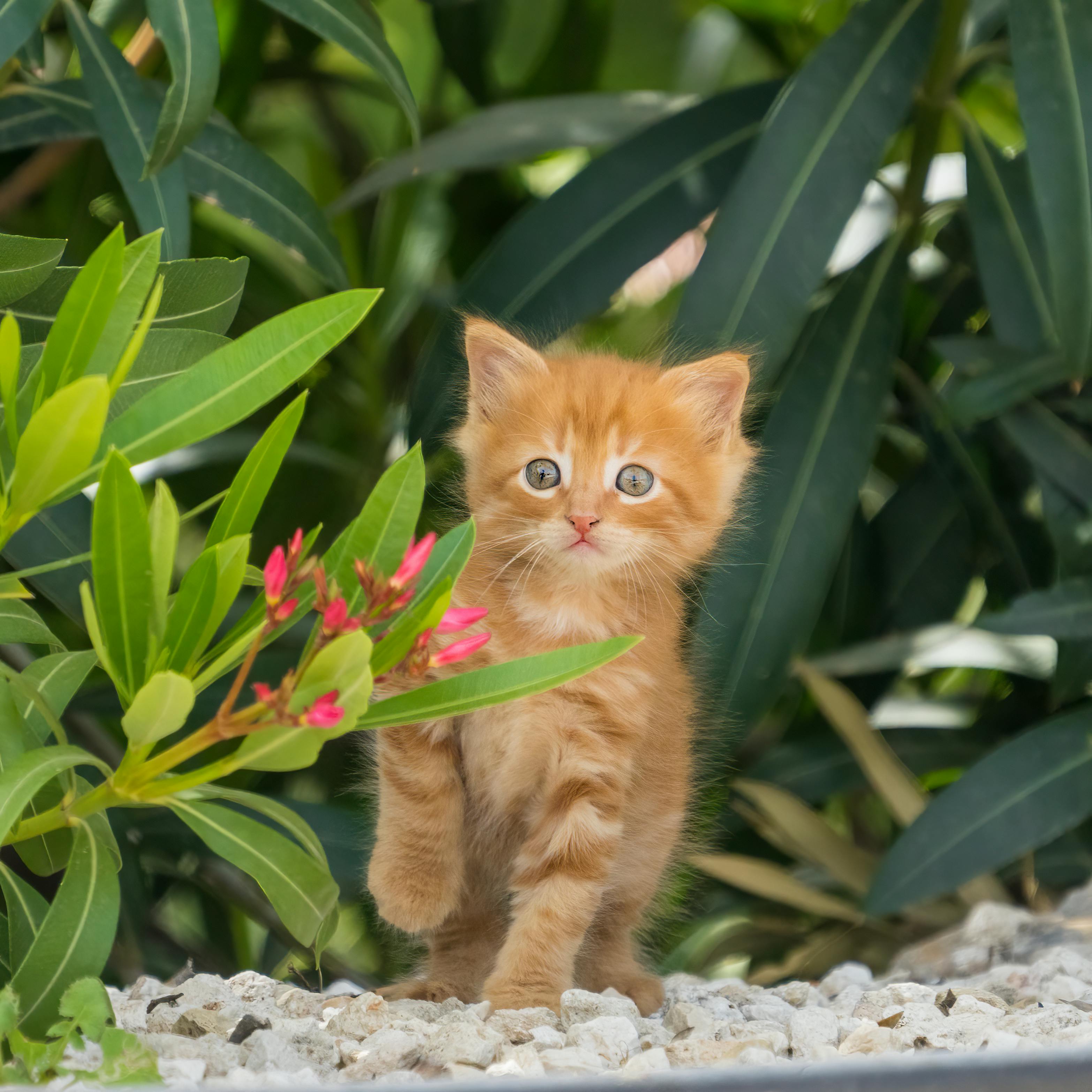 Cat Alertness Photos, Download Free Cat Alertness Stock Photos & HD Images