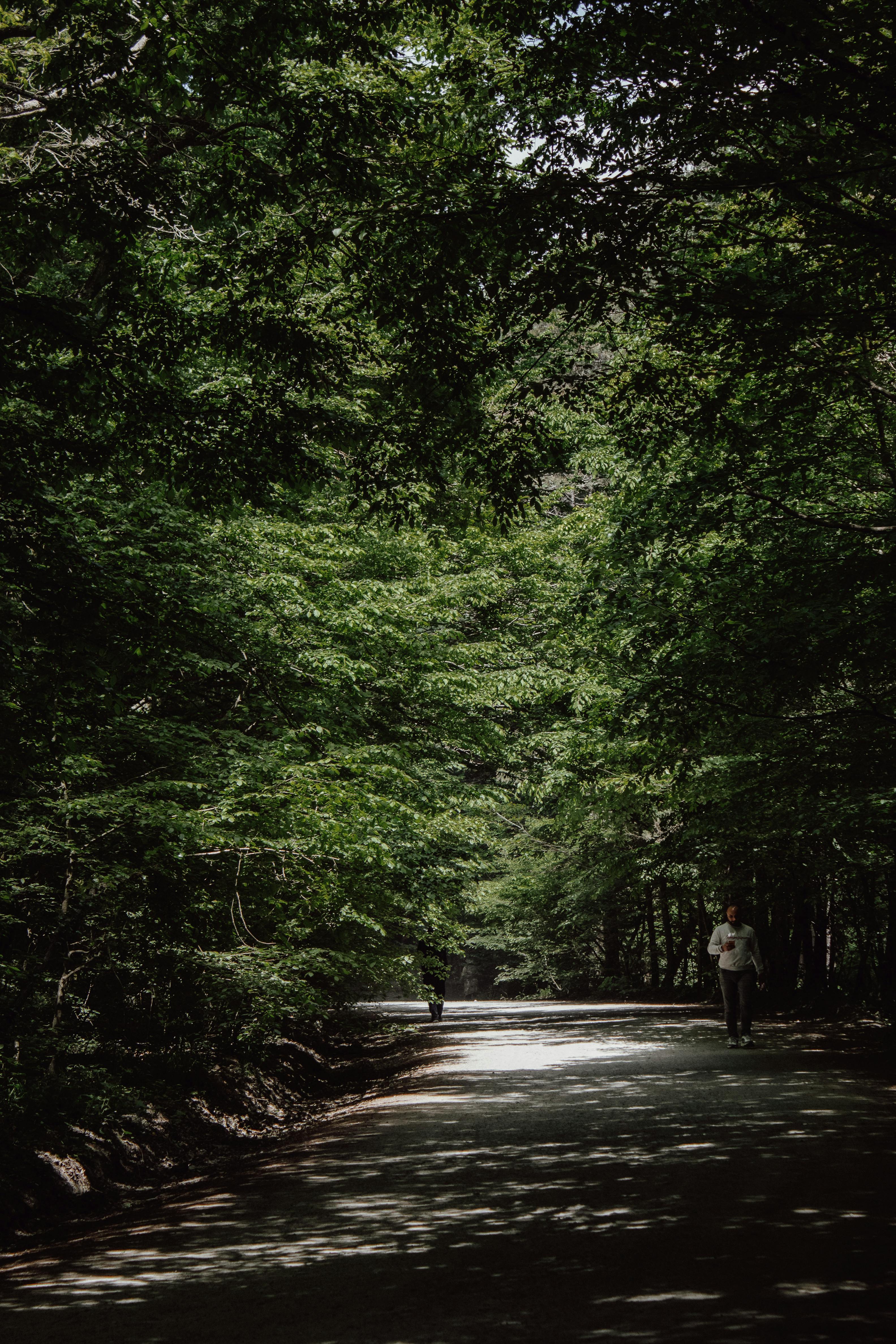A Countryside Road Shaded with Tall Trees · Free Stock Photo