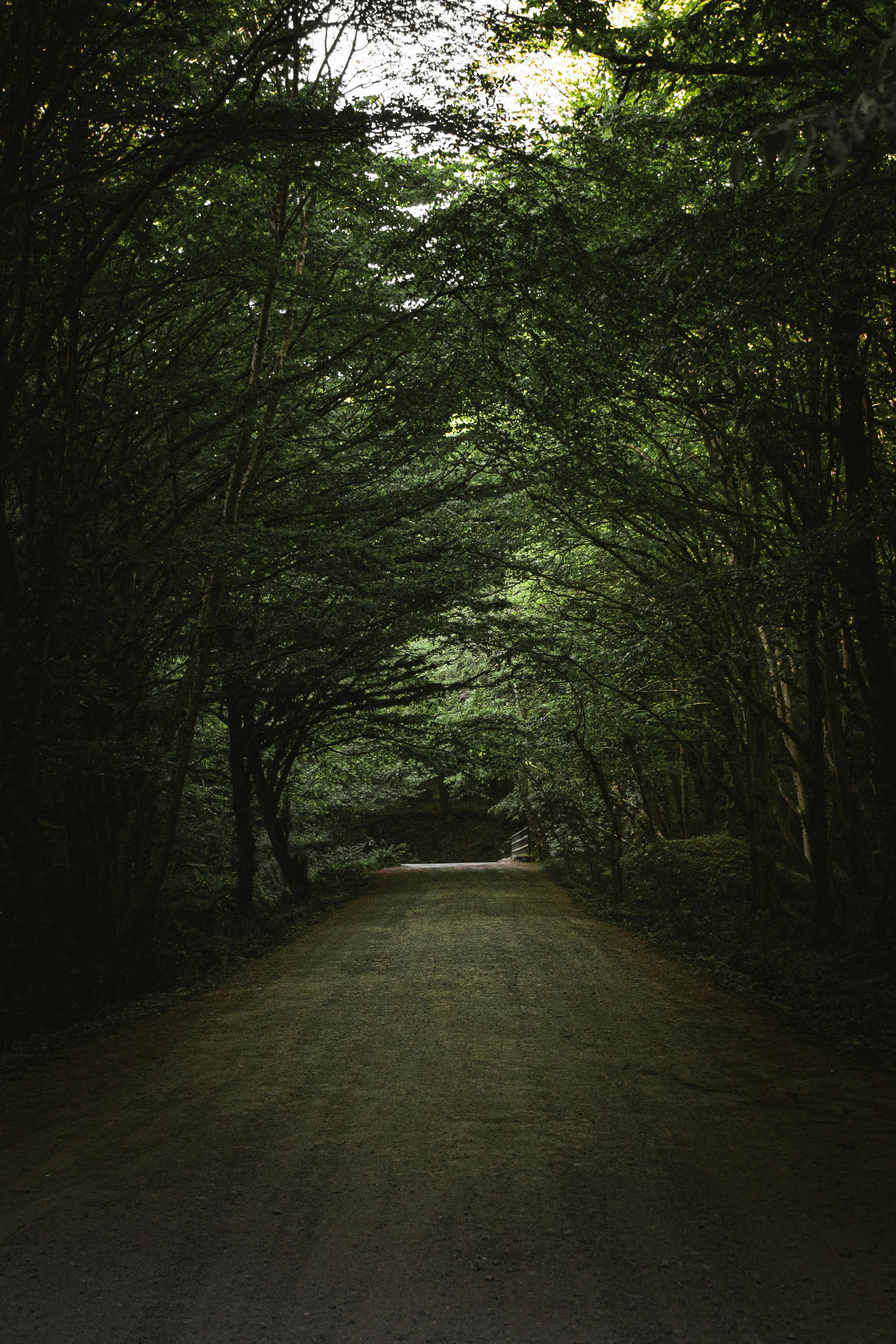 Pathway in Between Green Trees · Free Stock Photo
