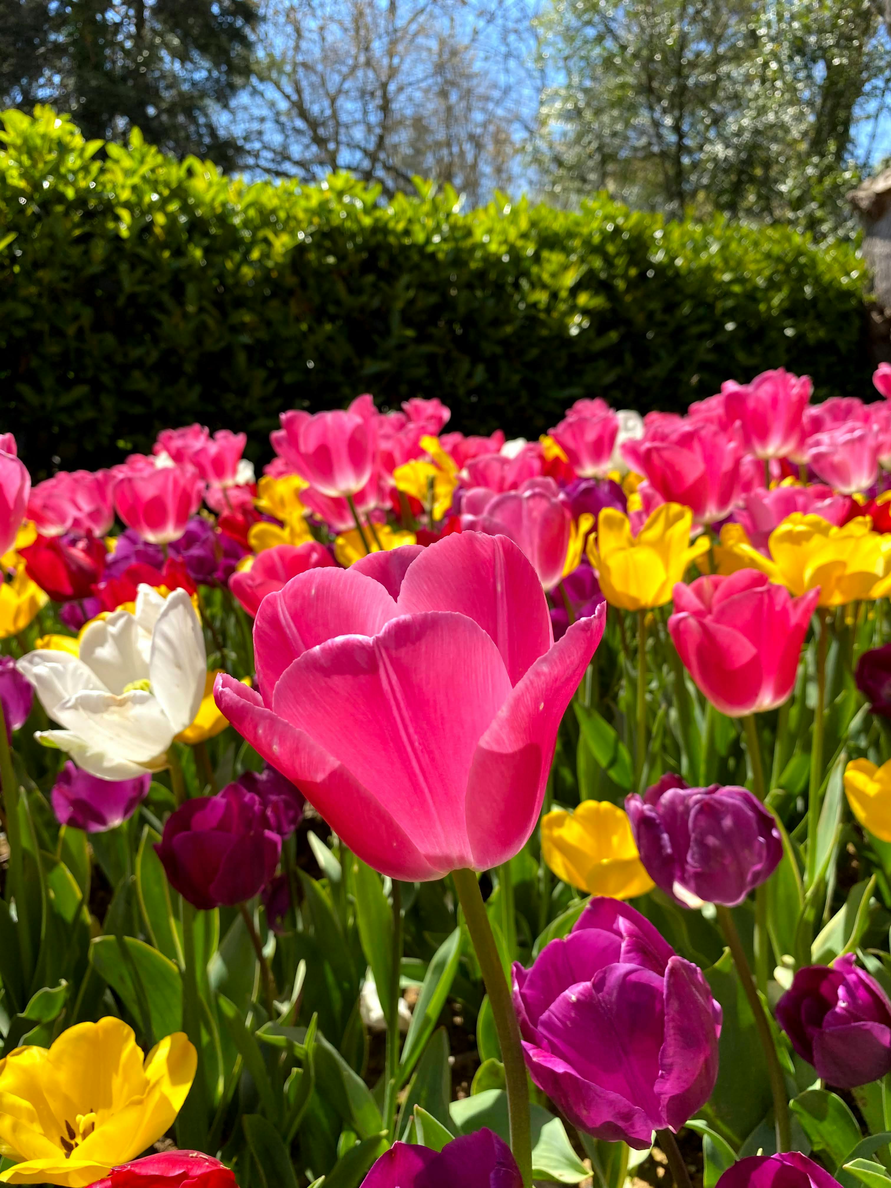 Tulips Flower Garden with Assorted Colors · Free Stock Photo