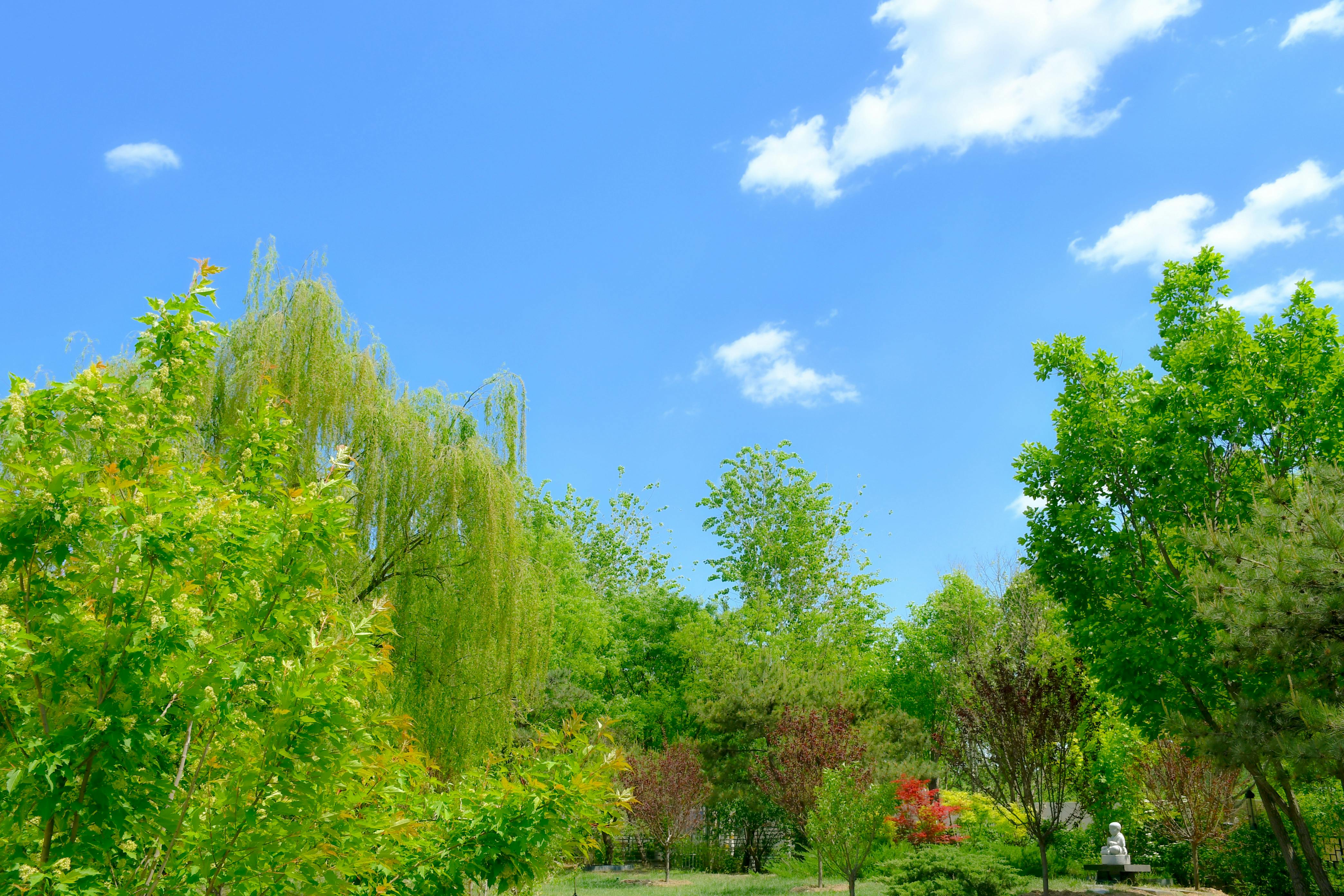 Blue Sky over Trees · Free Stock Photo