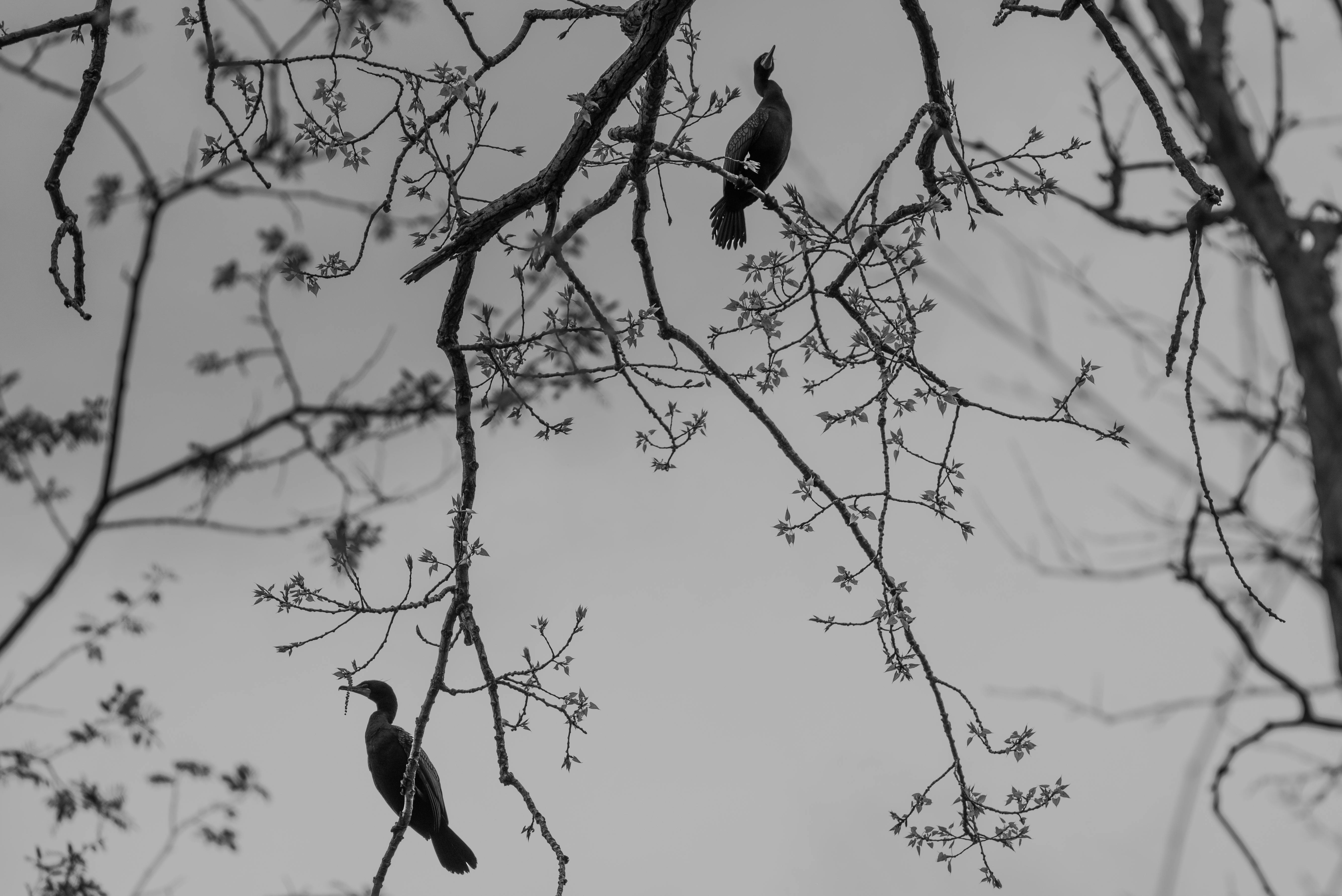 5 Birds Photos, Download The BEST Free 5 Birds Stock Photos & HD Images