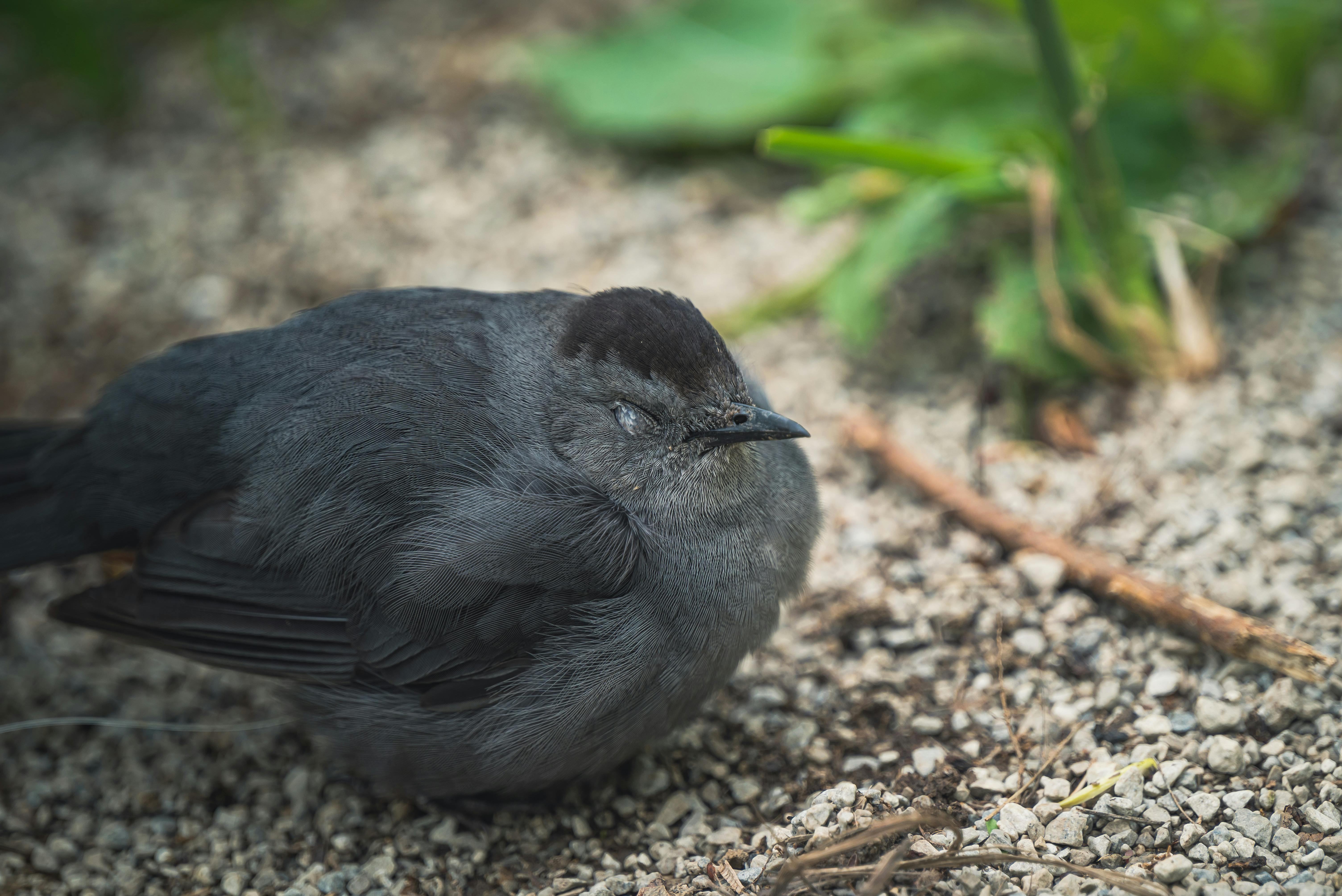 Dipper Bird Photos, Download The BEST Free Dipper Bird Stock Photos ...