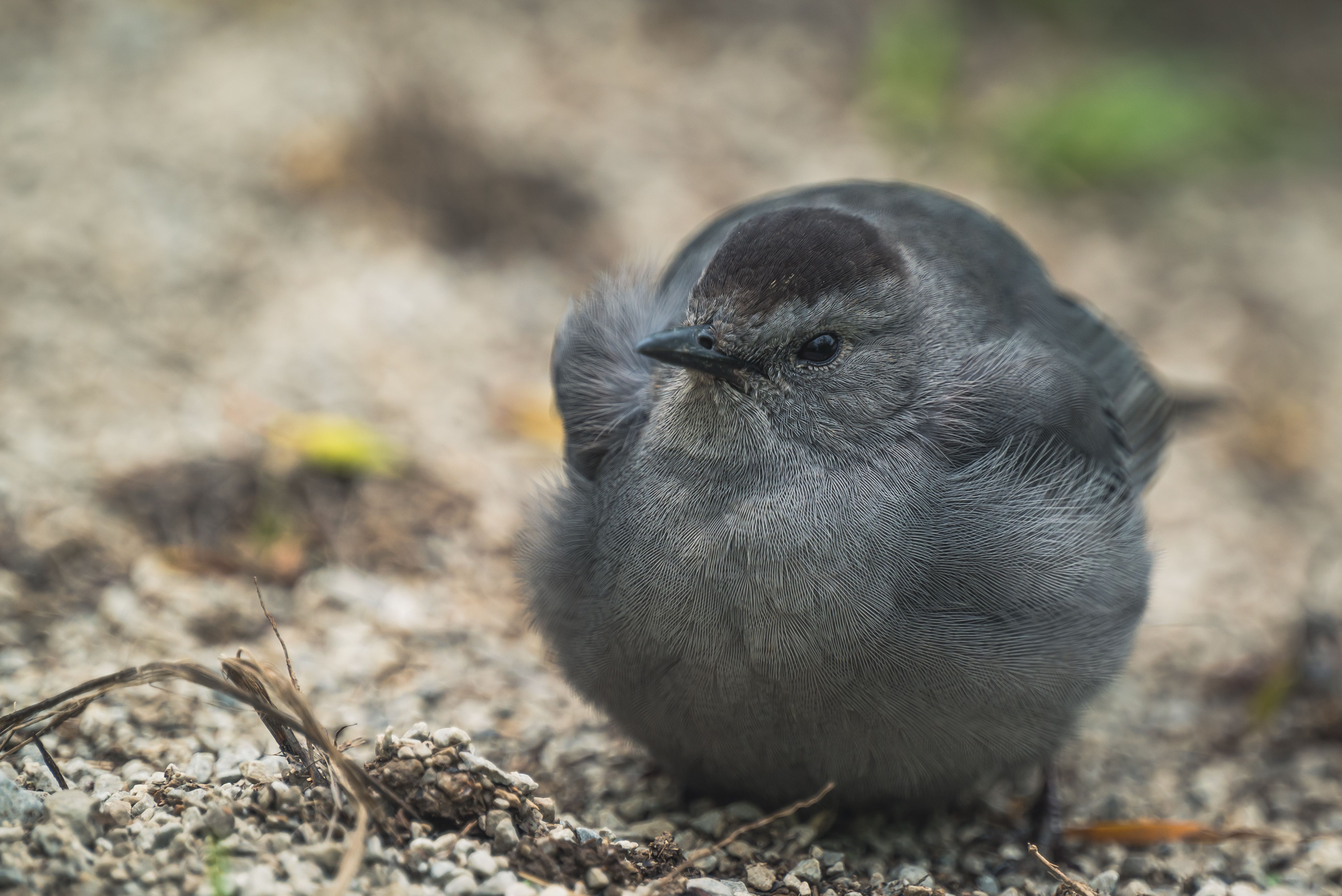Close-up of a Gray Bird on the Ground · Free Stock Photo