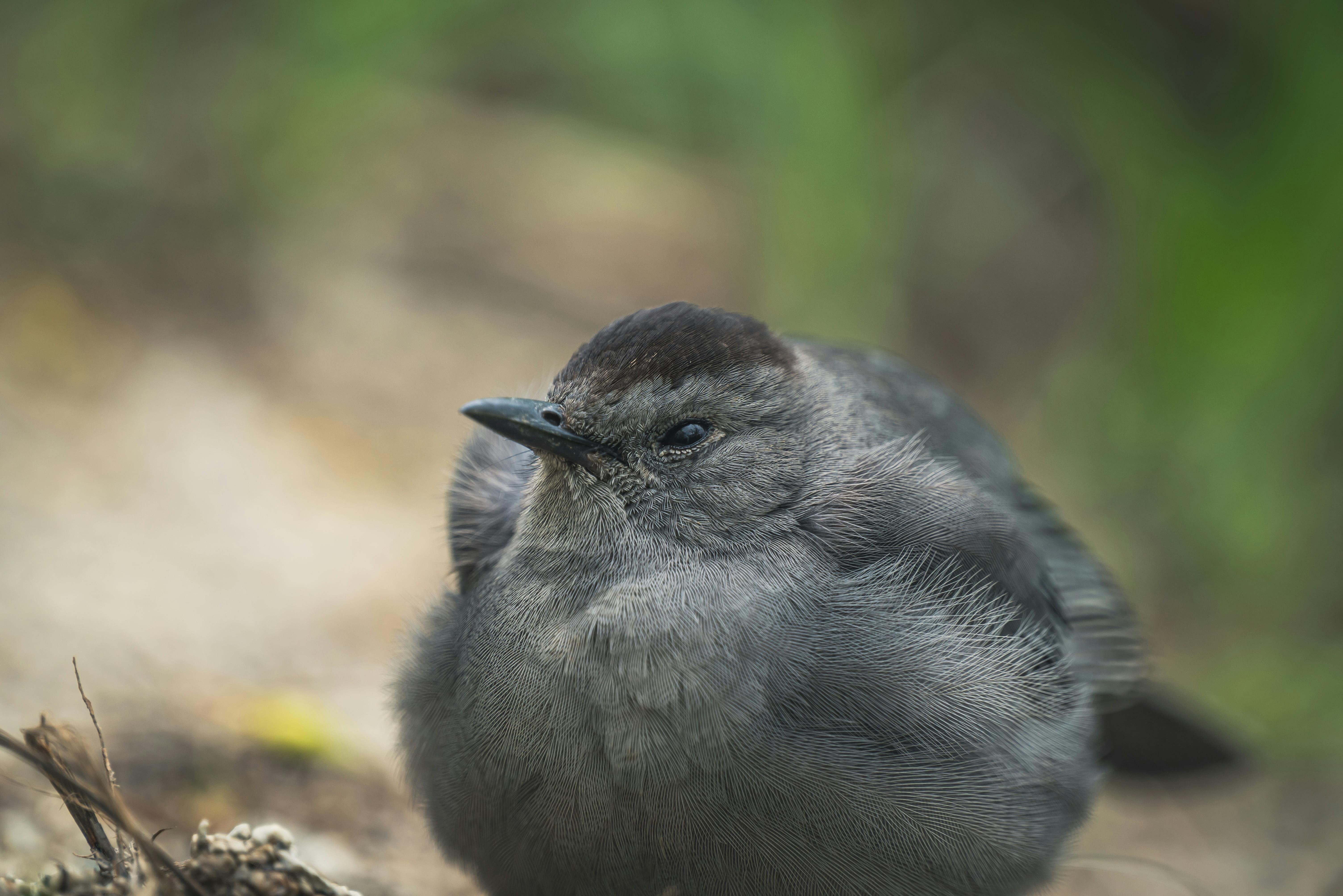 Dipper Bird Photos, Download The BEST Free Dipper Bird Stock Photos ...