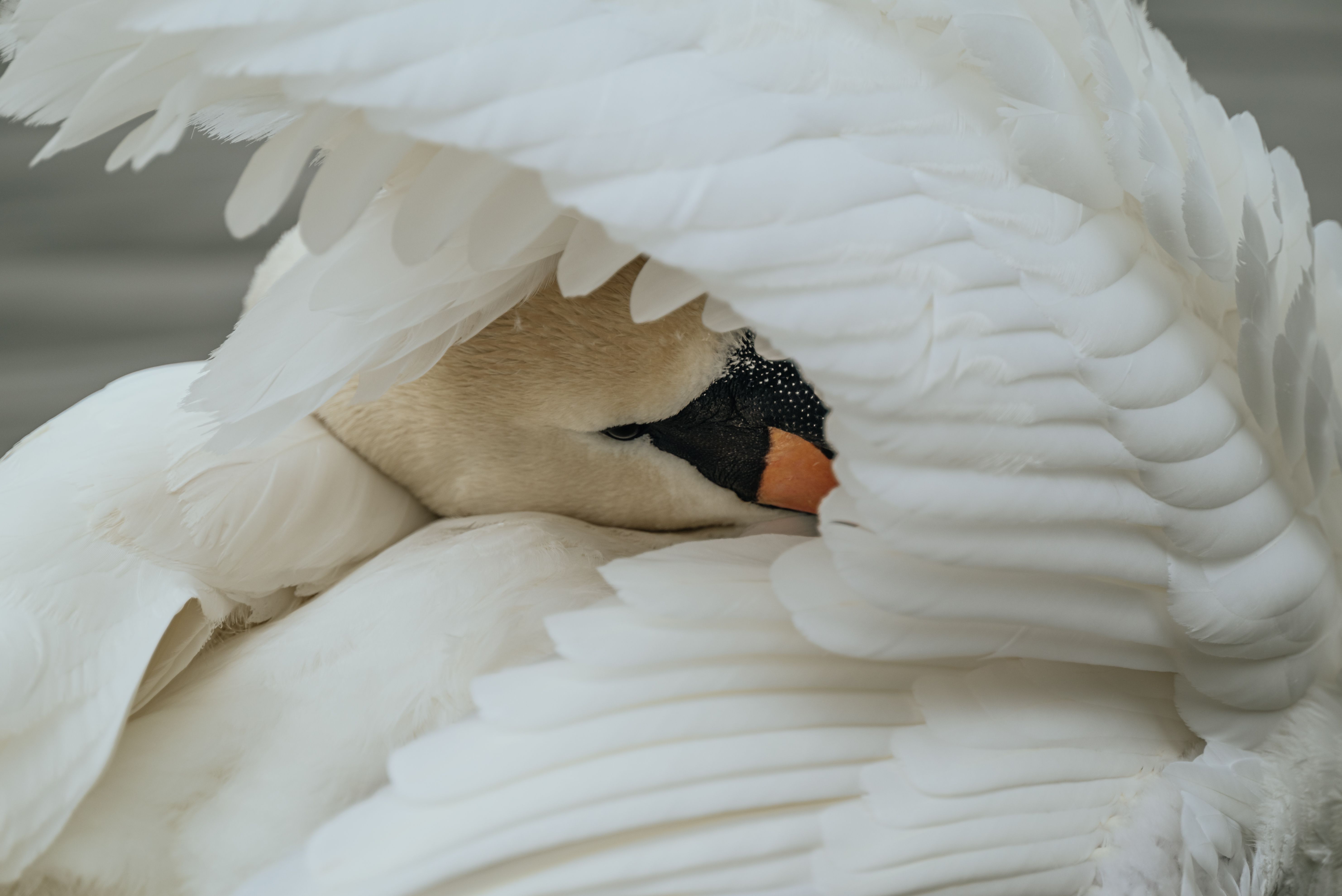 White Feathers around Bird Eye · Free Stock Photo