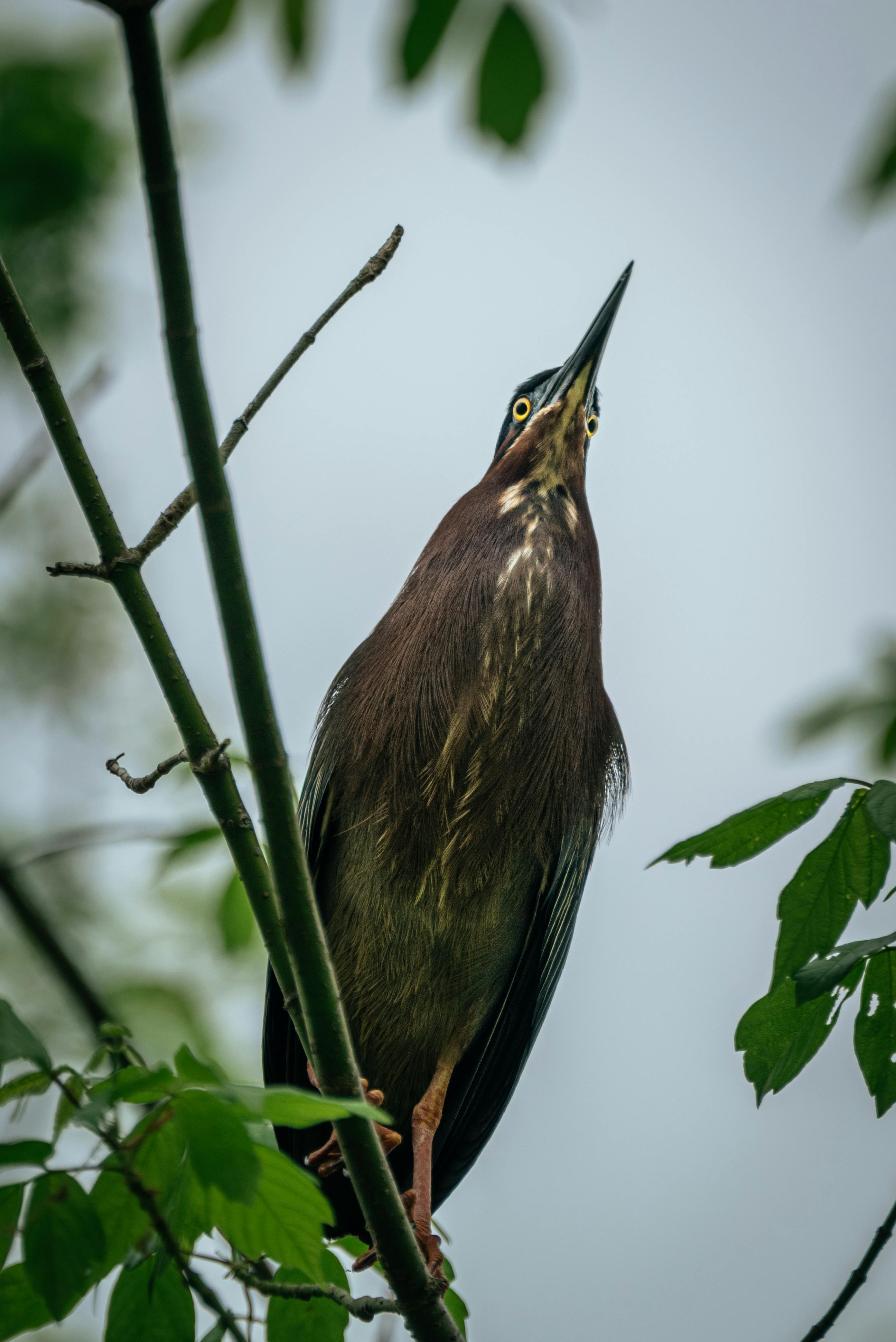 Close up of Bird · Free Stock Photo