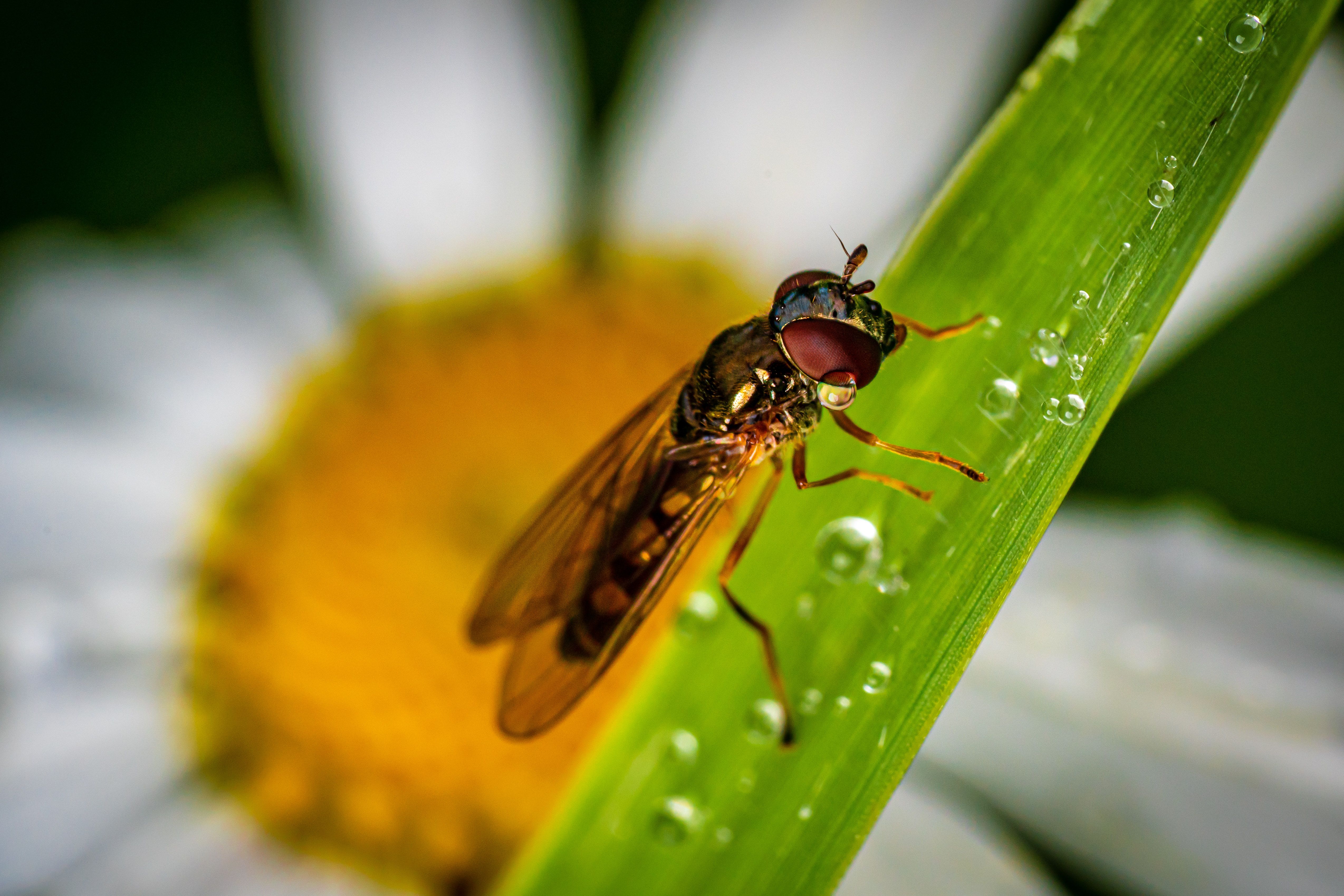 Close up of a Fly on a Leaf · Free Stock Photo