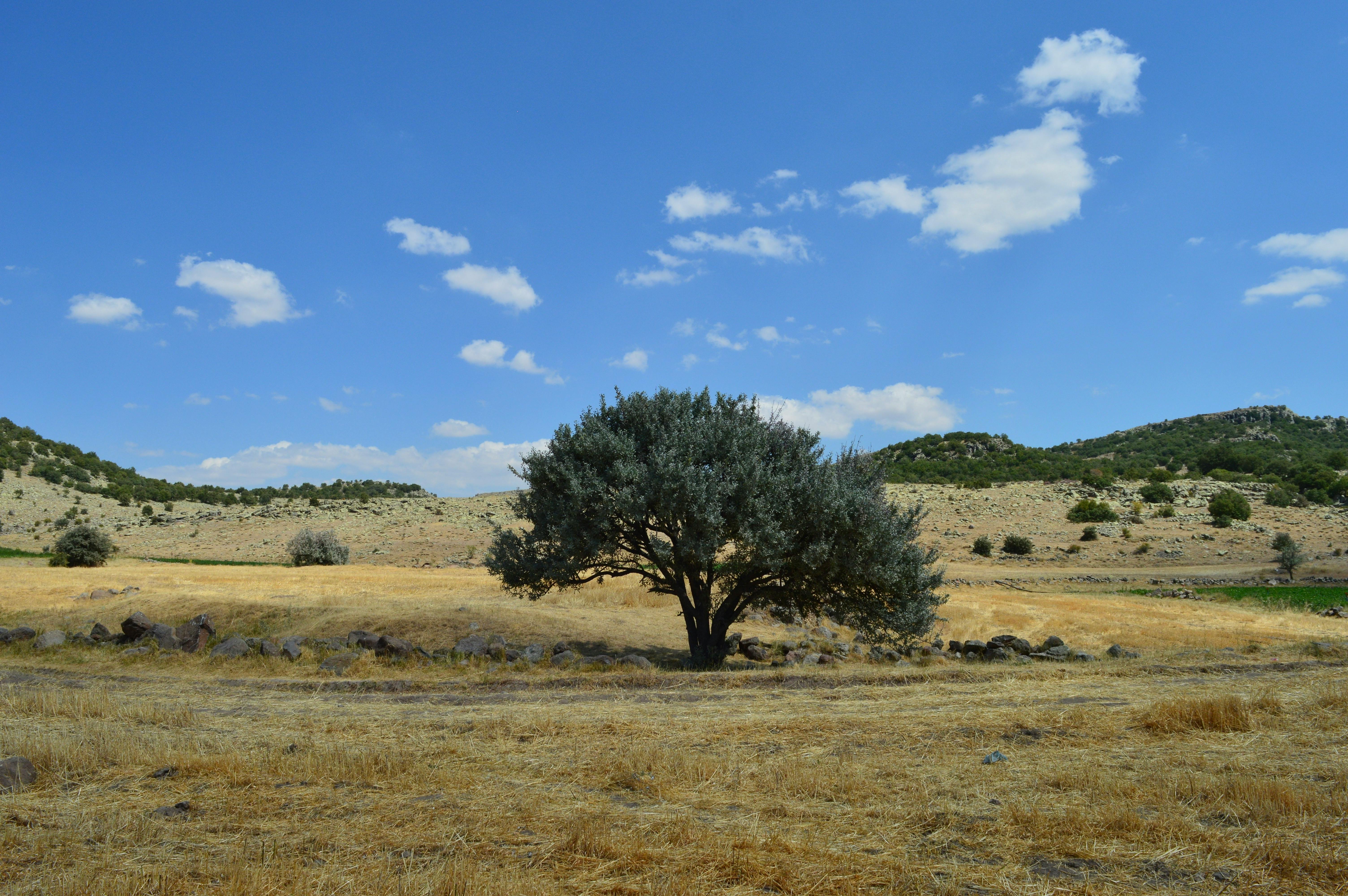 Rounded Hills Photos, Download The BEST Free Rounded Hills Stock Photos ...