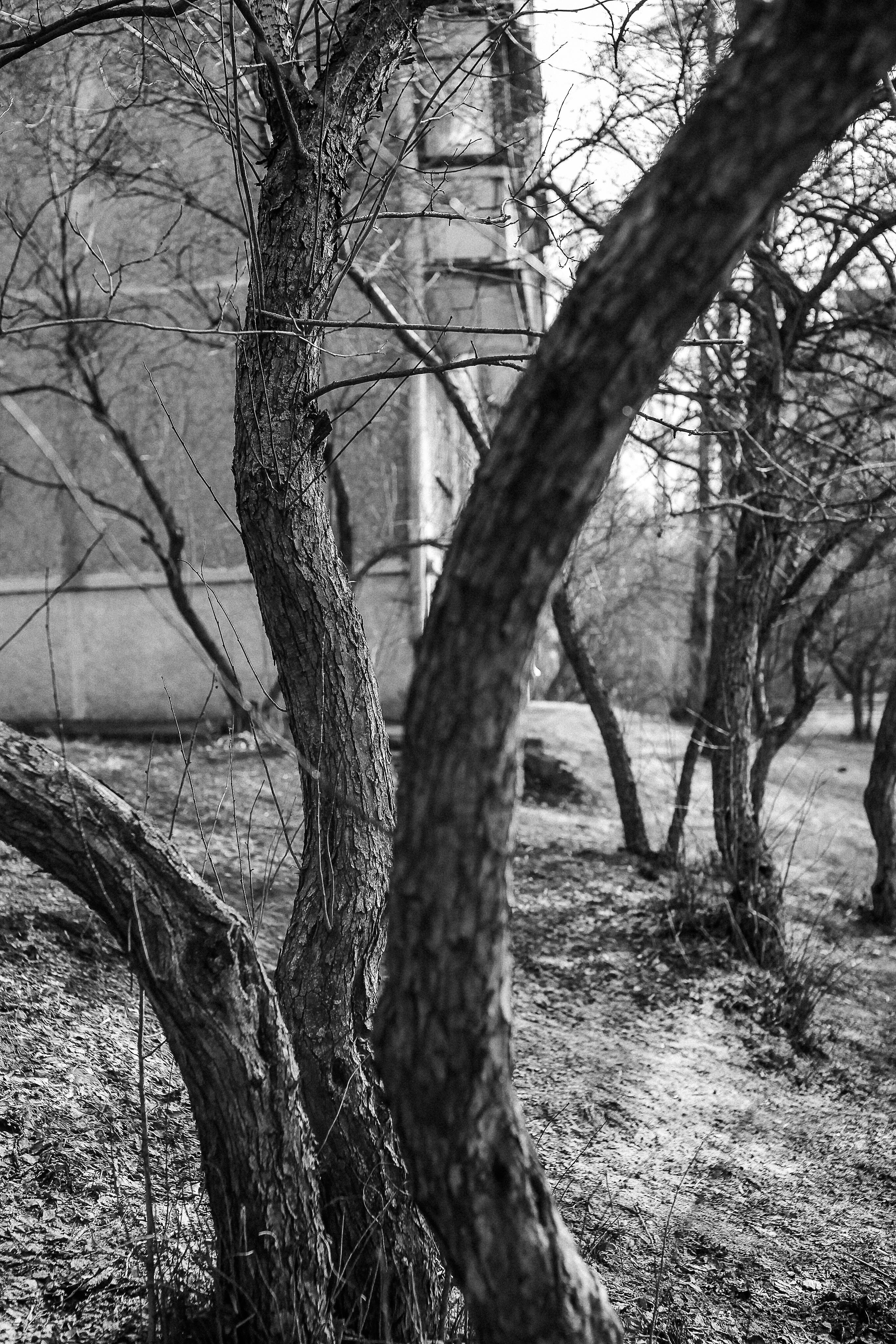 Grayscale Photo of Trees · Free Stock Photo