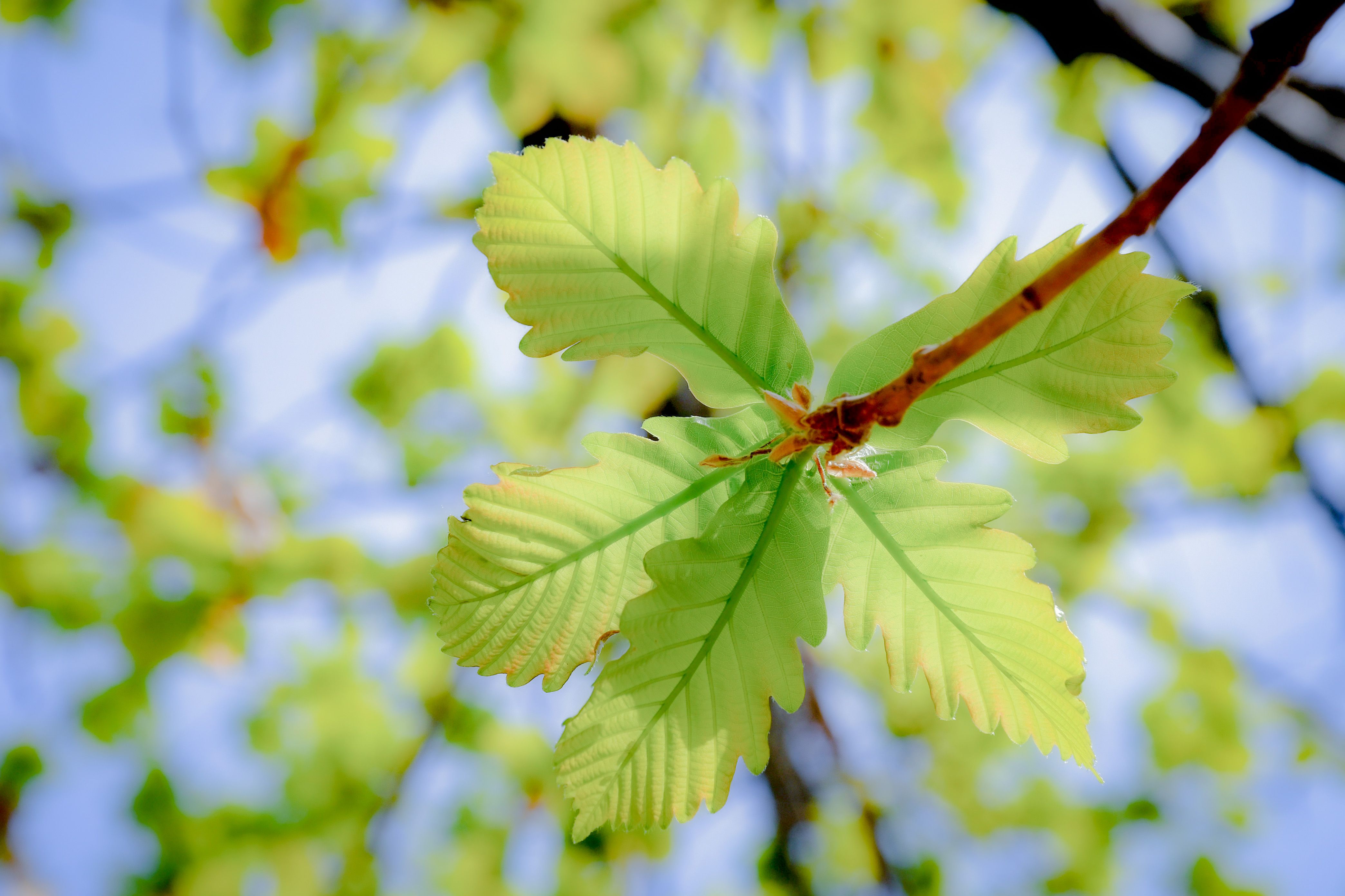 A Close-Up Shot of Green Leaves of a Mongolian Oak Tree · Free Stock Photo