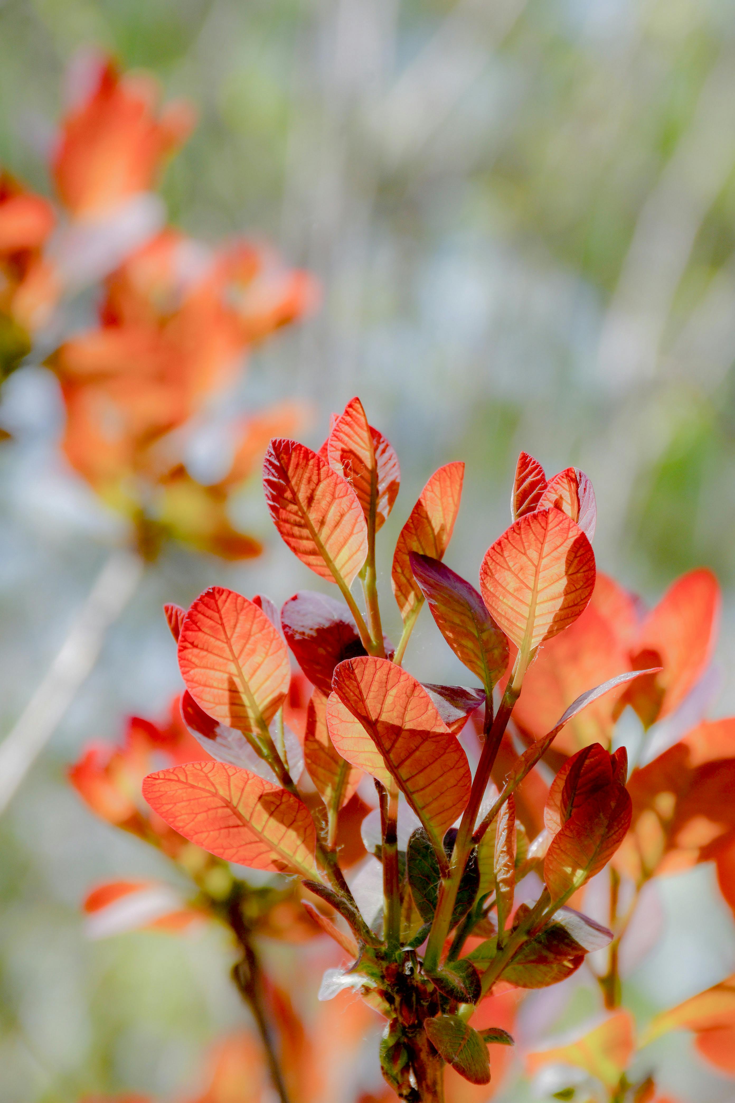 A Close-Up Shot of Leaves of a Smoketree · Free Stock Photo